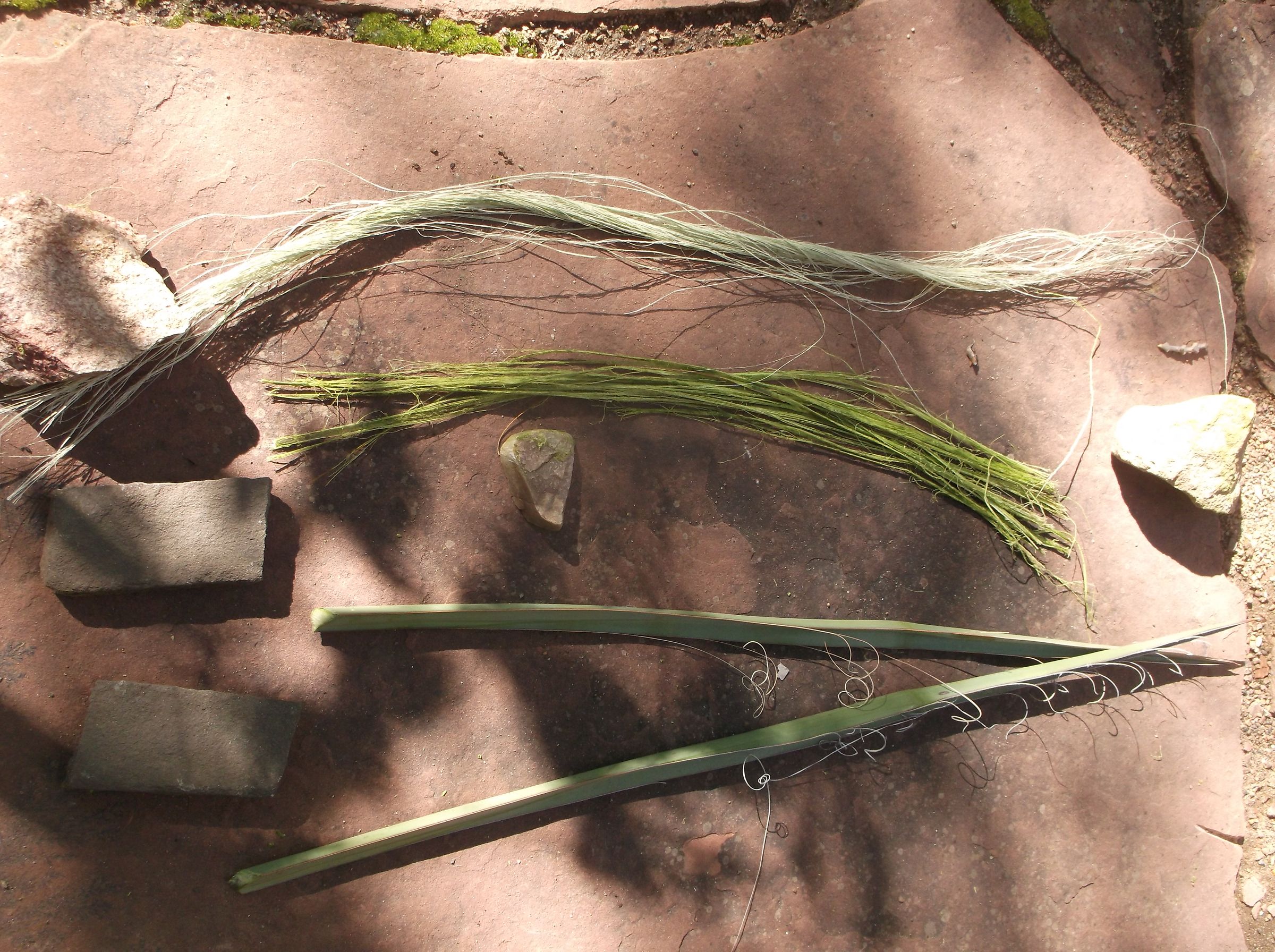 Processing Yucca Fibre With Primitive Tools : 6 Steps (with Pictures ...