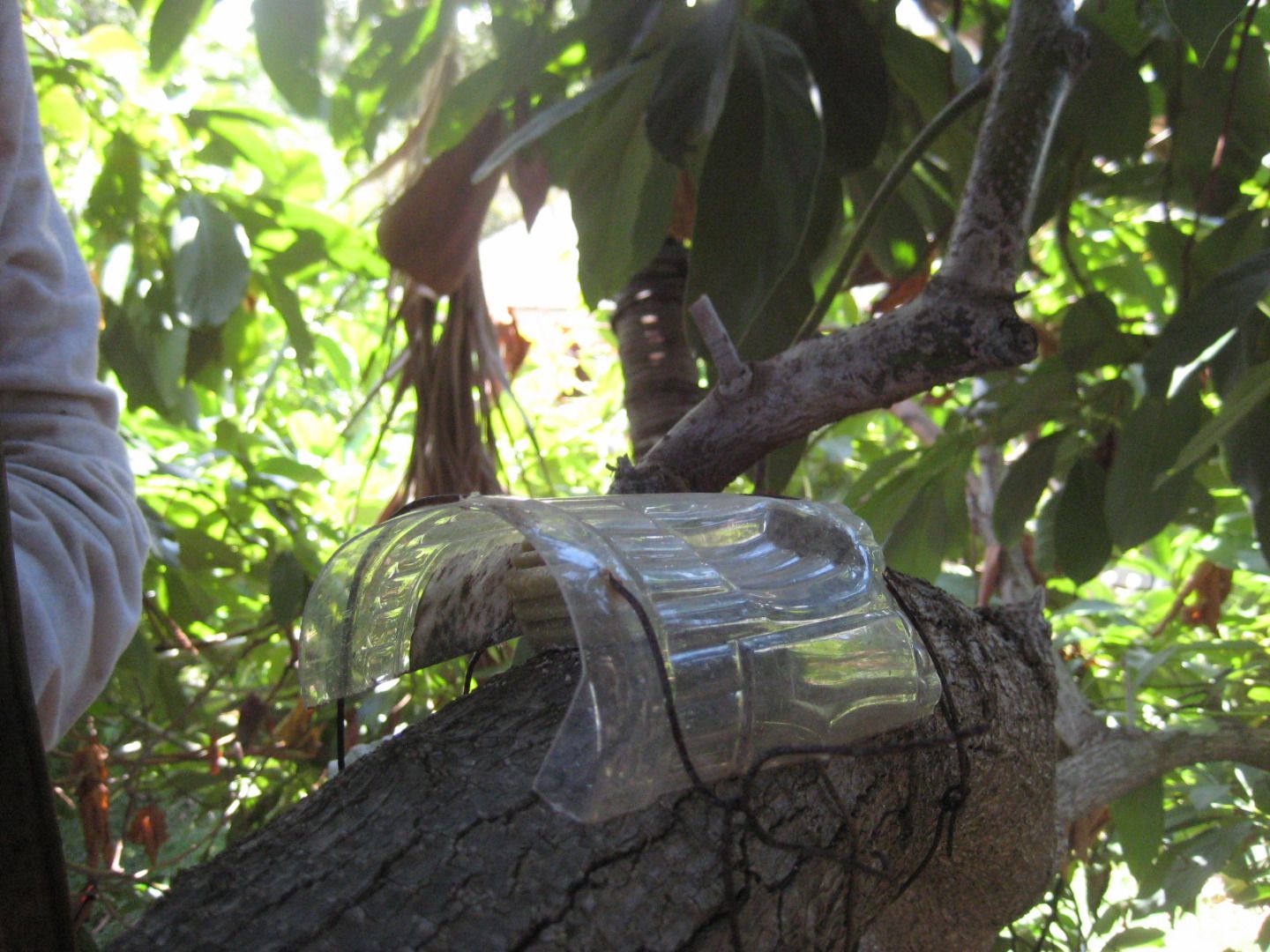 Eliminating Tree Rats : 13 Steps (with Pictures) - Instructables