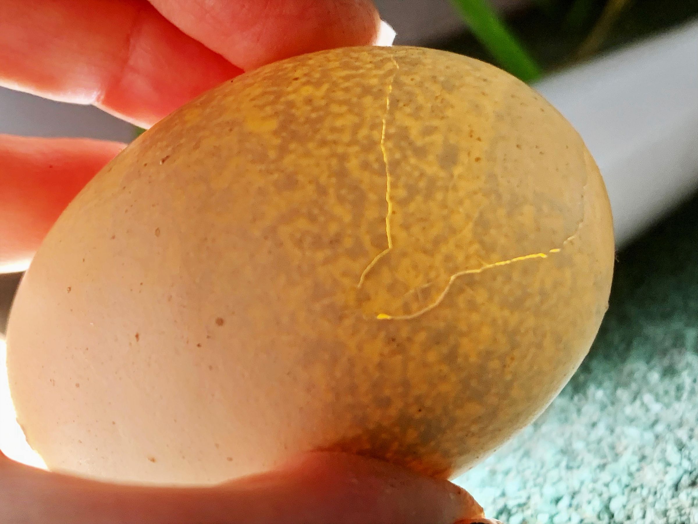 How to Check If Your Eggs Are Fresh : 3 Steps - Instructables