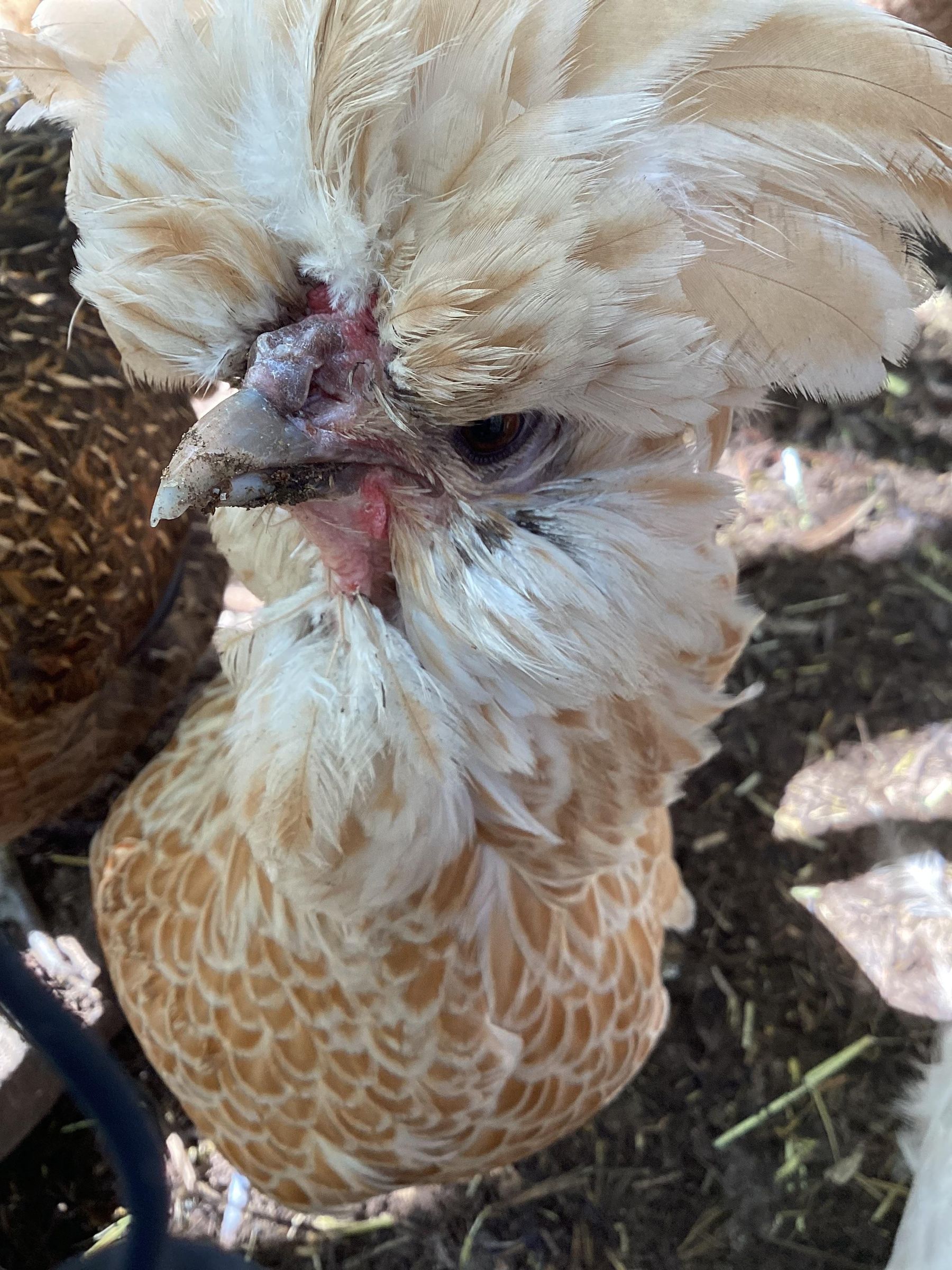 Training Your Chickens to Play Instruments : 5 Steps - Instructables
