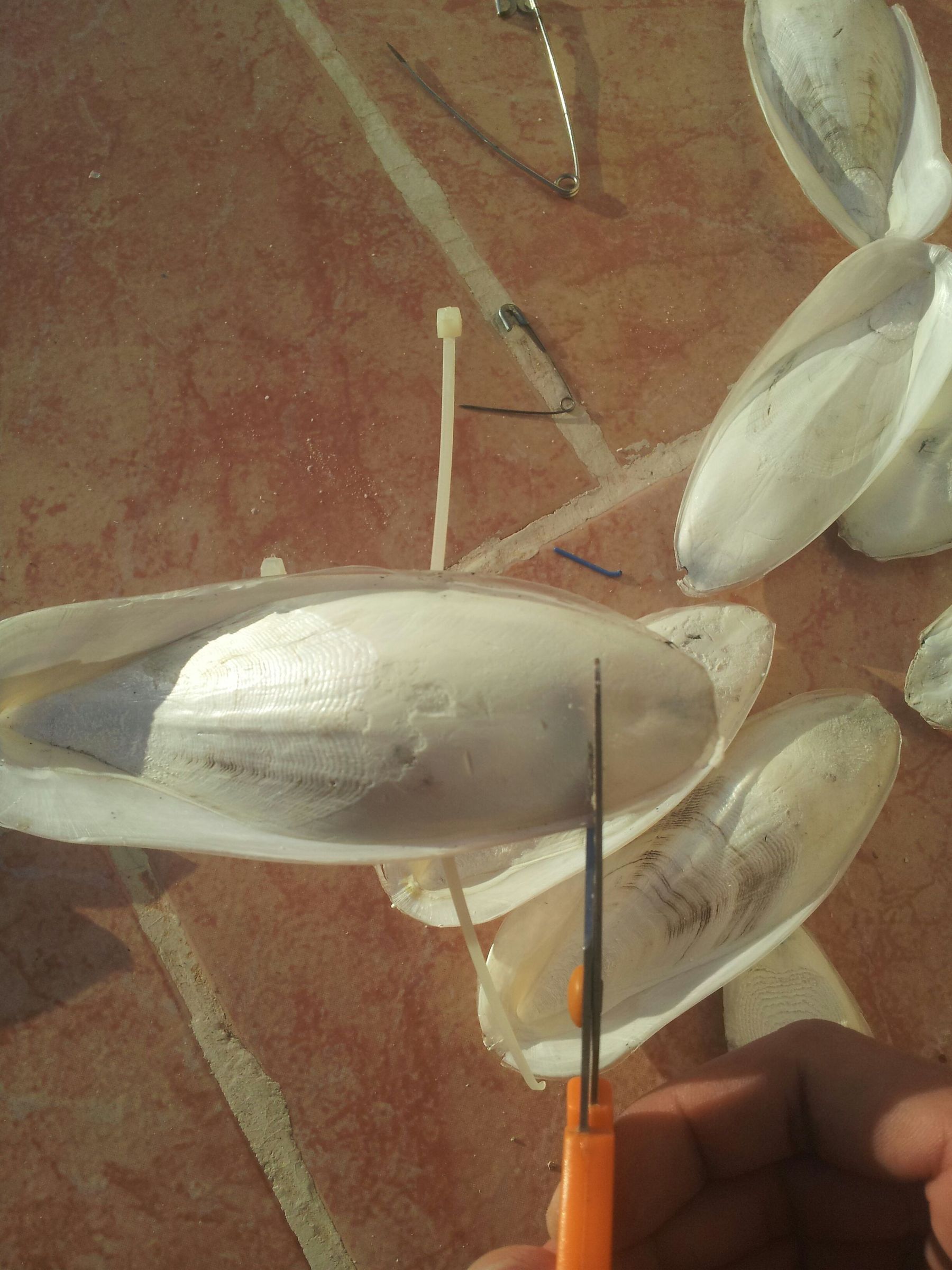 Zip Tie Cuttlebone Holder for Birds : 6 Steps - Instructables