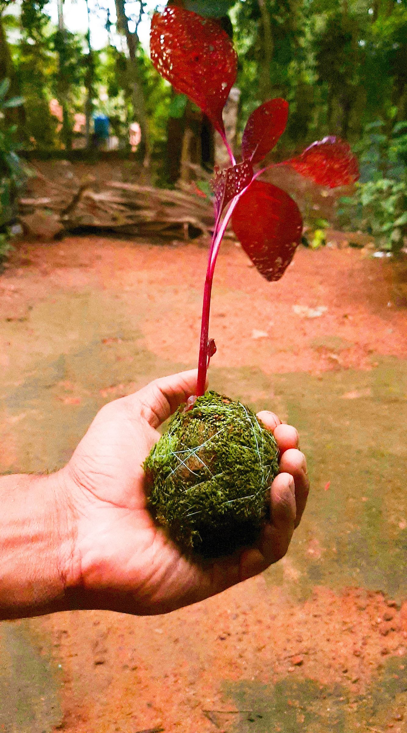 Kokedama - Japanese Moss Ball : 9 Steps (with Pictures) - Instructables