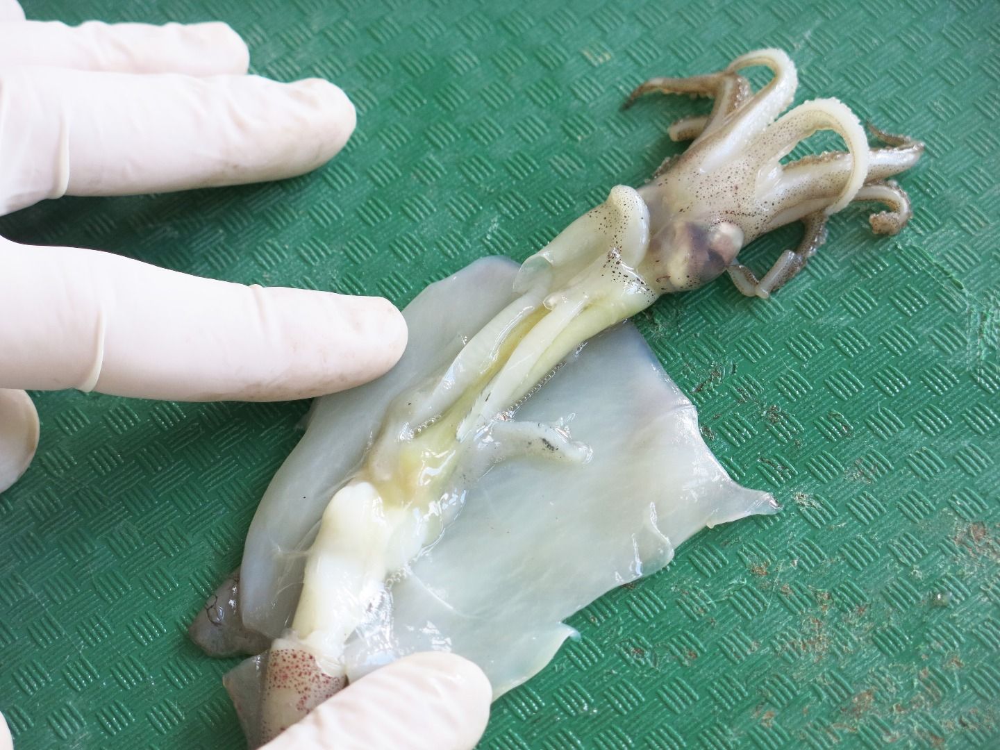 Squid Dissection : 11 Steps (with Pictures) - Instructables