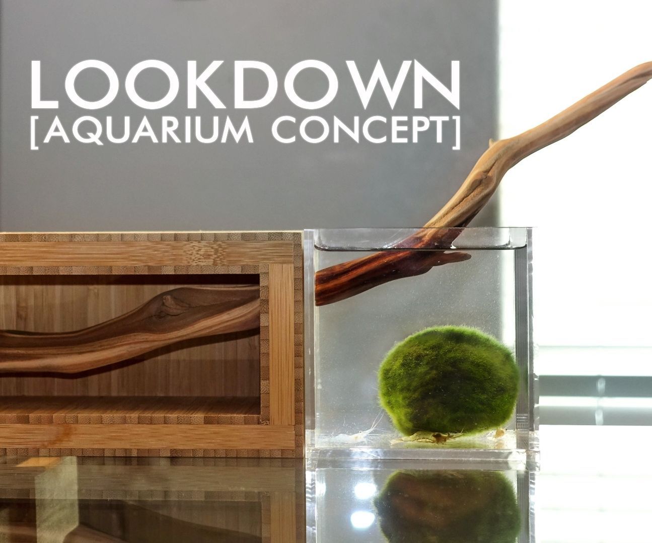 Concept for a Sculptural Aquarium Installation // LOOKDOWN : 8 Steps ...