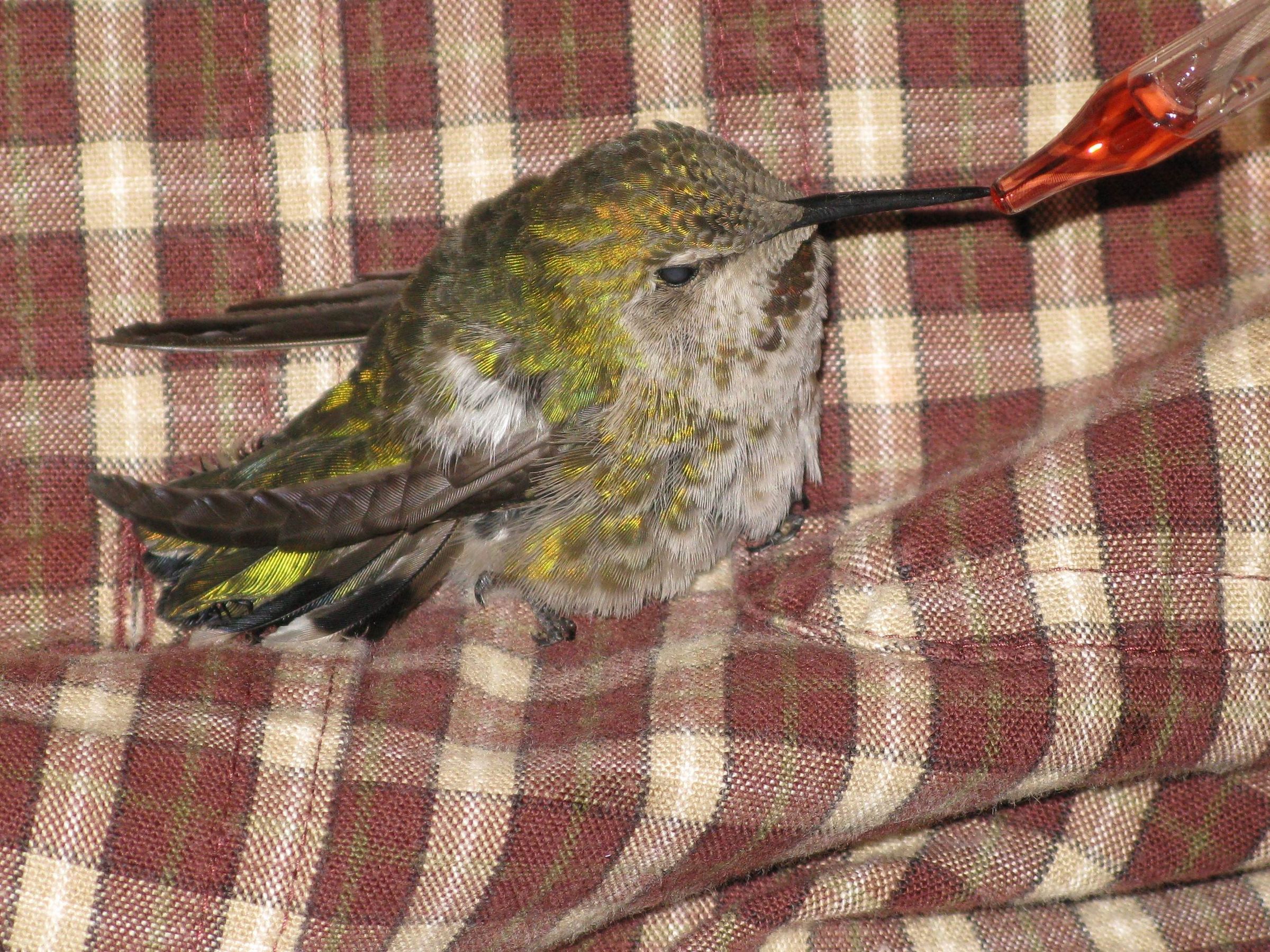 How to Rescue a Hummingbird : 12 Steps (with Pictures) - Instructables