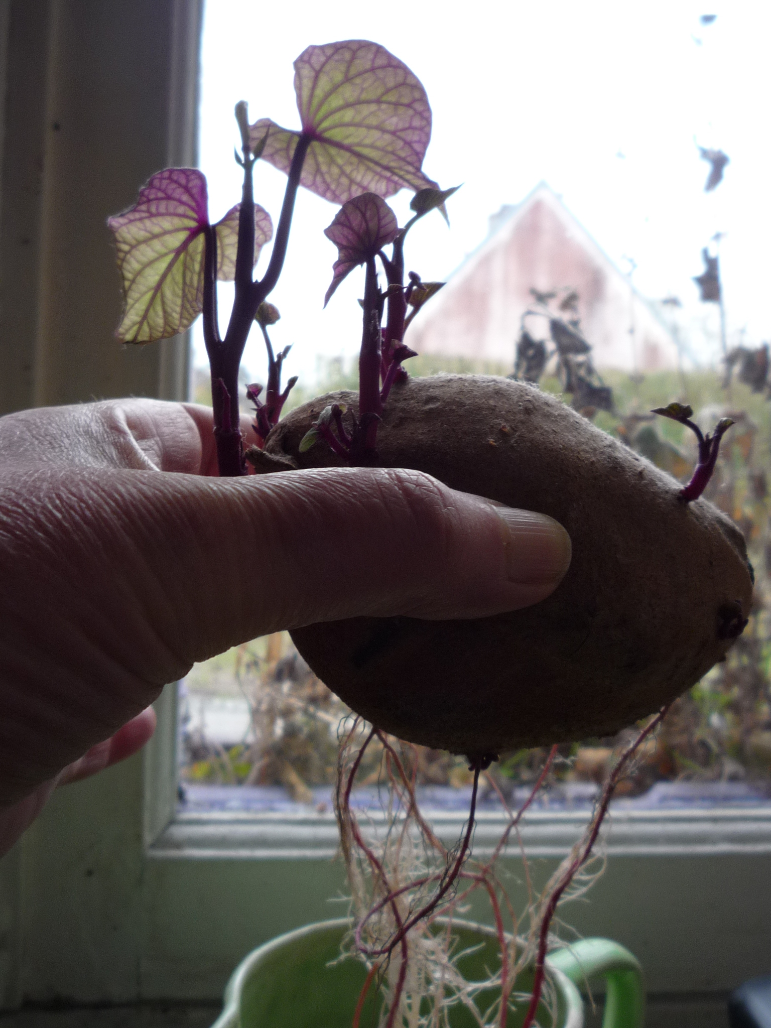 Car Greenhouse - Growing Food, Extending the Season and Succeeding With ...