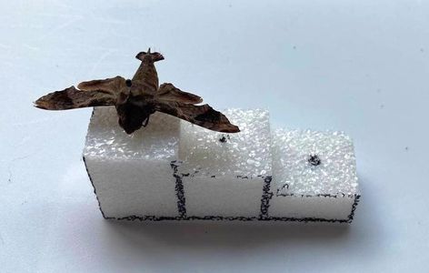 Preserving a Lepidoptera (Butterflies, Moths, and Skippers) : 7 Steps ...