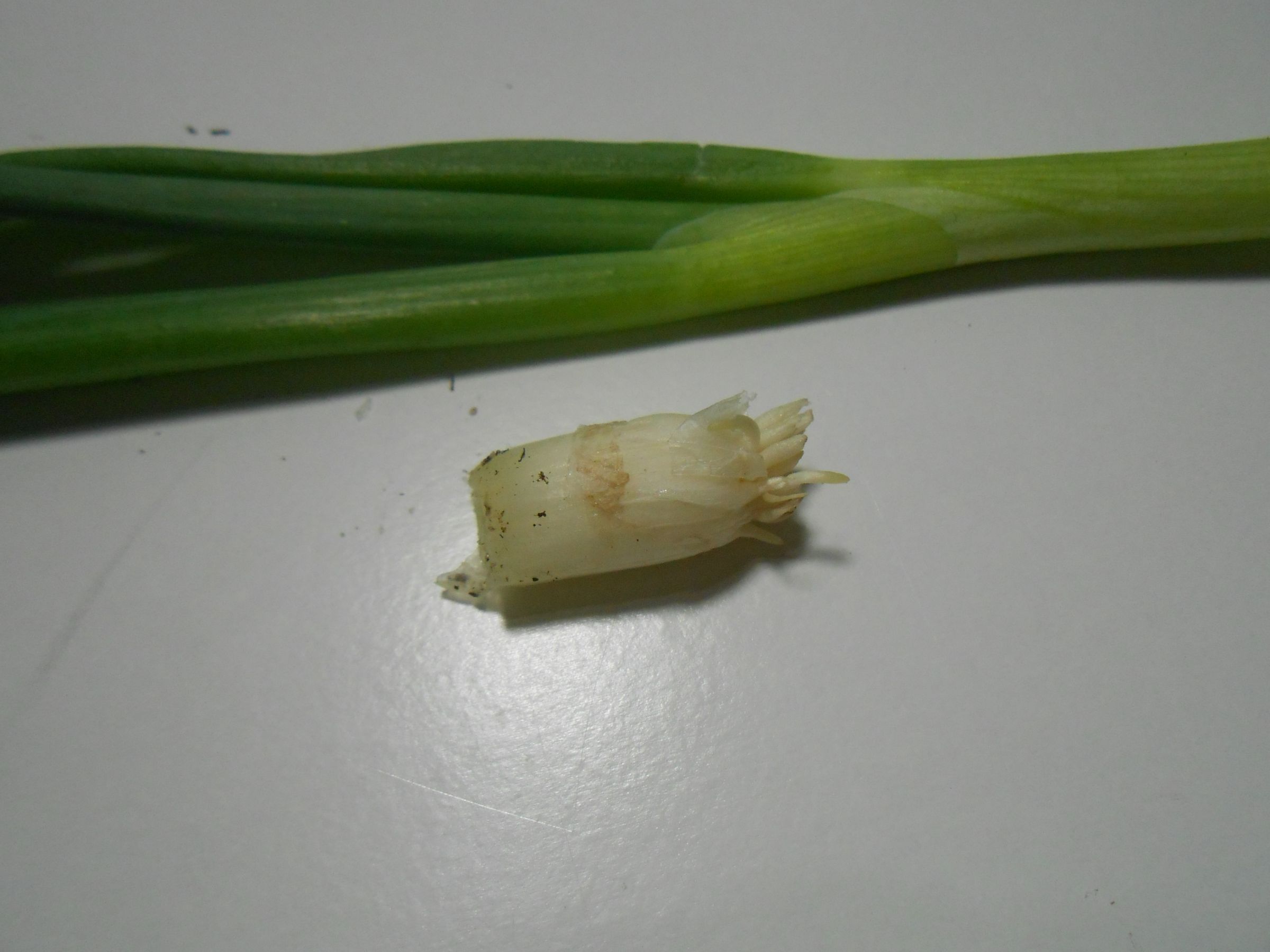 How to Regrow Scallions Indoors - Instructables