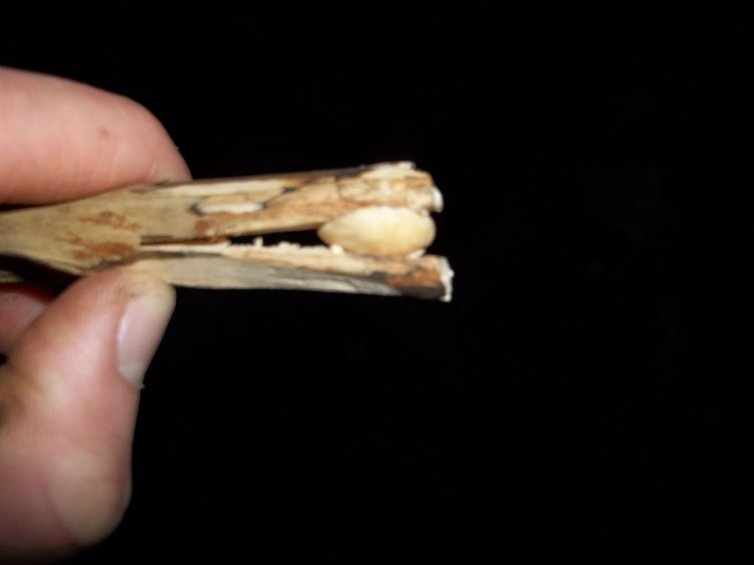 How to Make a Two Stick Deadfall Trap. - Instructables