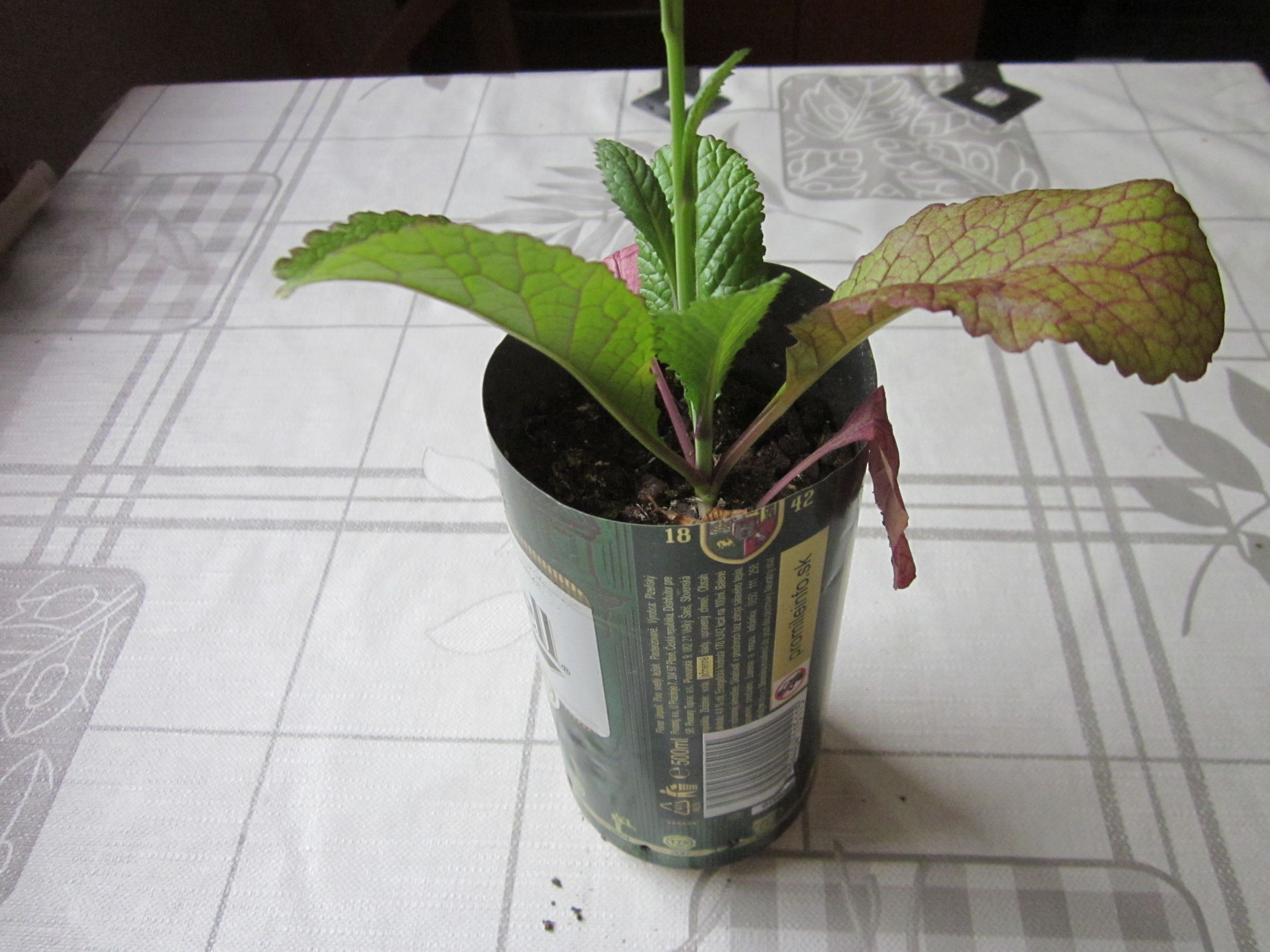 Soda Can Planter : 7 Steps - Instructables