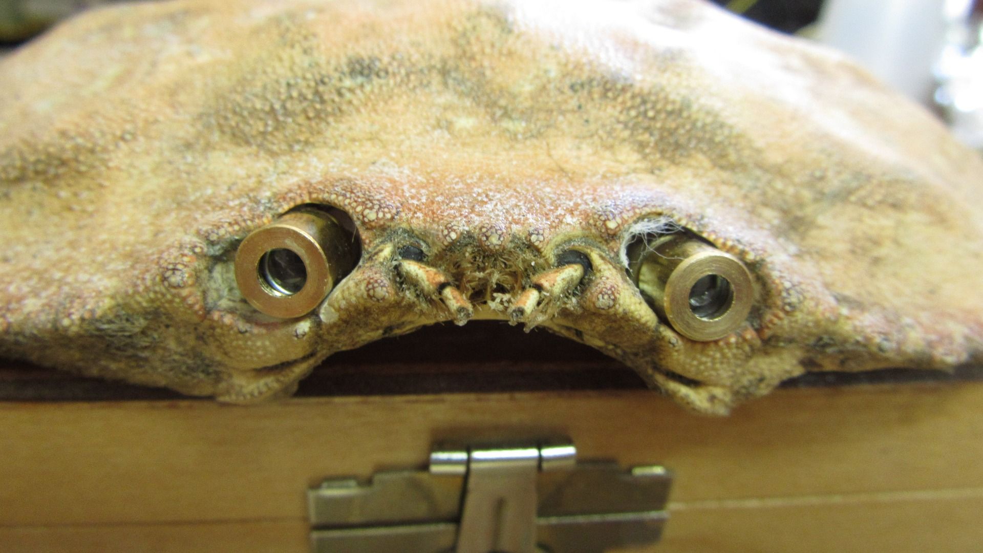 CrabBot With Laser Eyes : 7 Steps (with Pictures) - Instructables