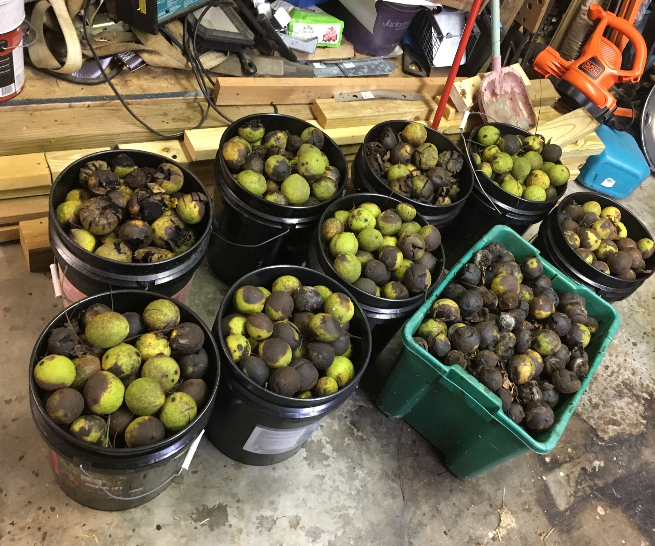Harvesting and Processing Black Walnuts : 13 Steps - Instructables