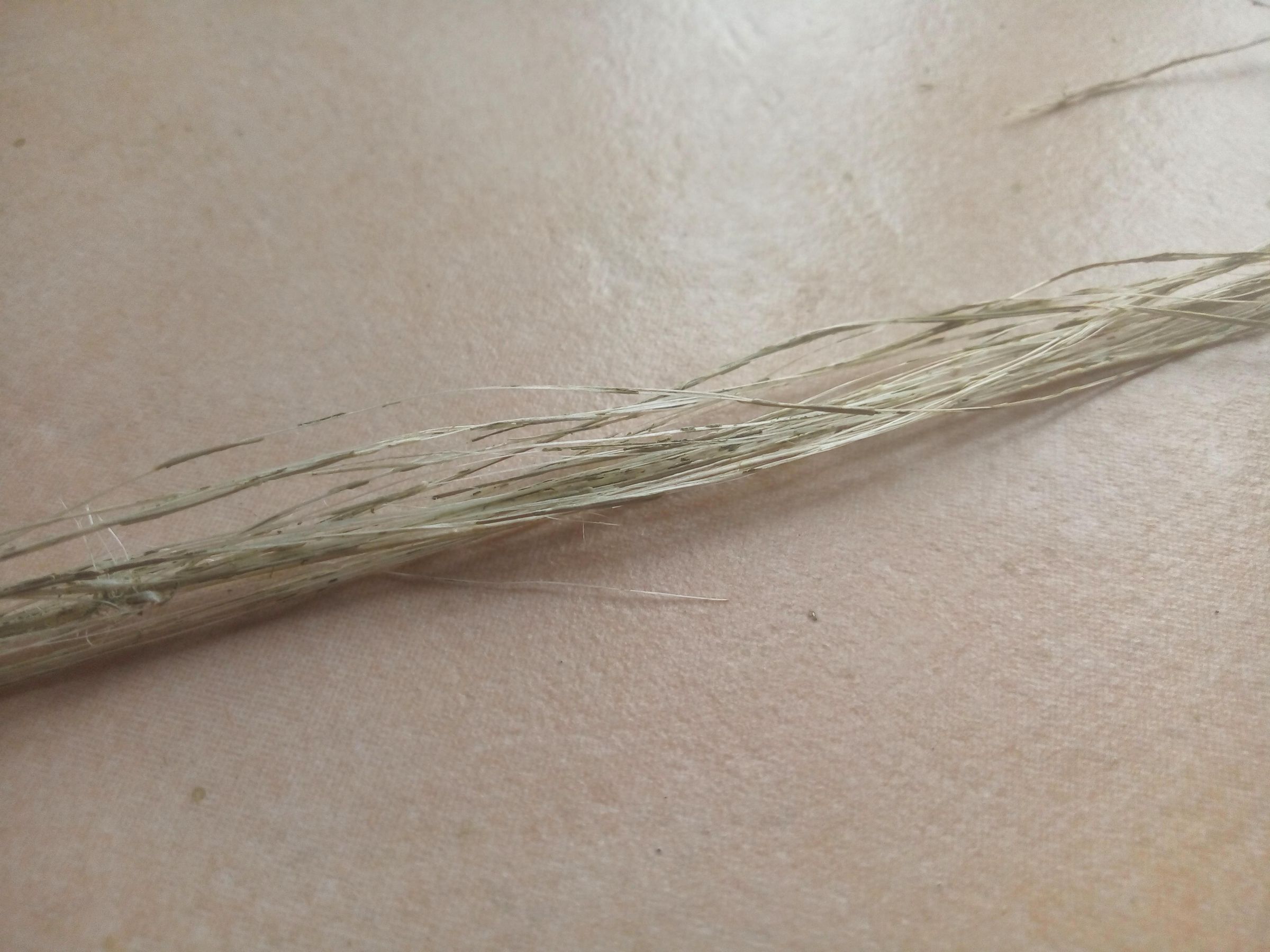 How to Make Rope With Natural Plant Fibers : 6 Steps (with Pictures ...