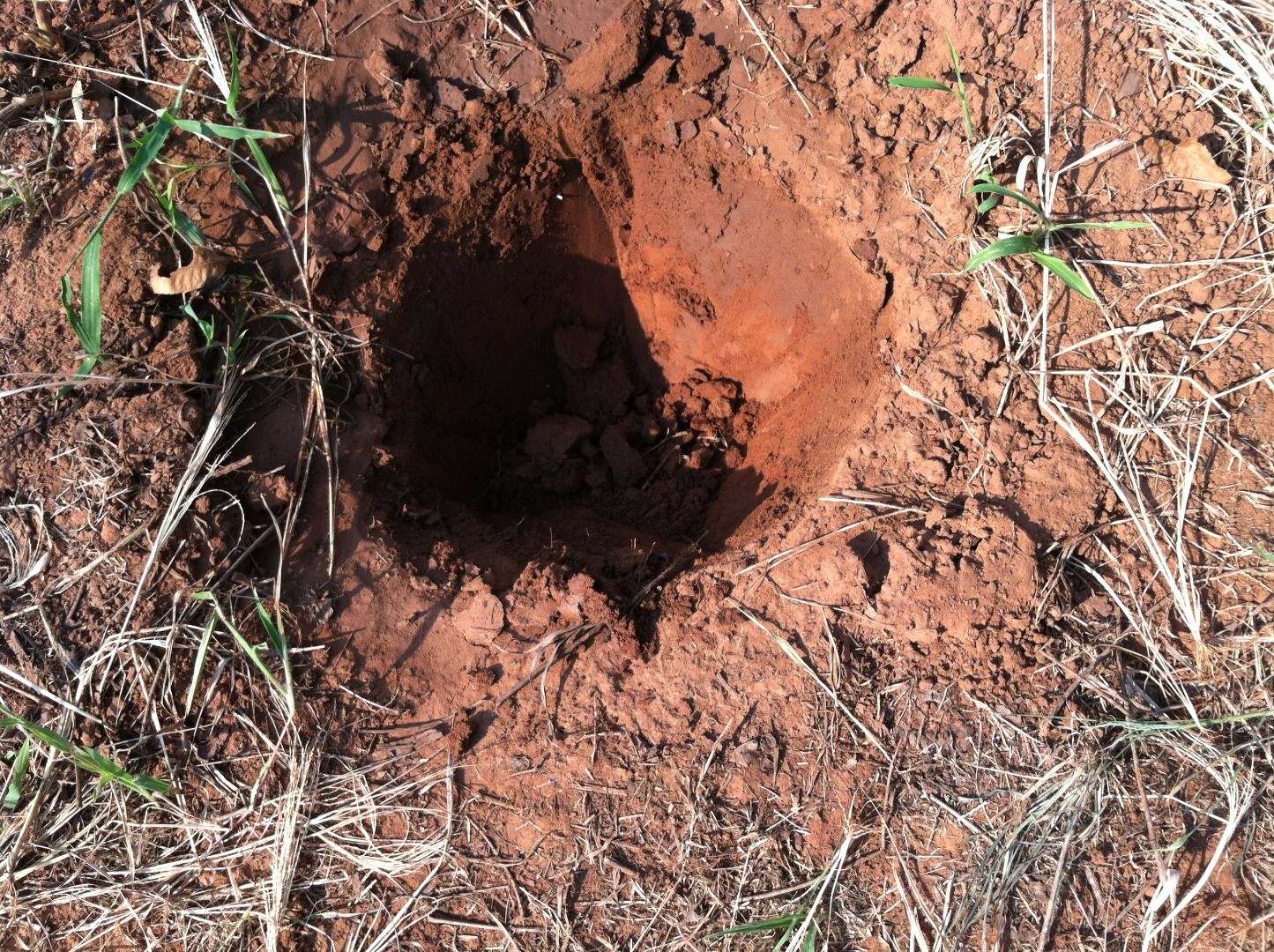 TRANSPLANTING PECAN TREES : 5 Steps (with Pictures) - Instructables