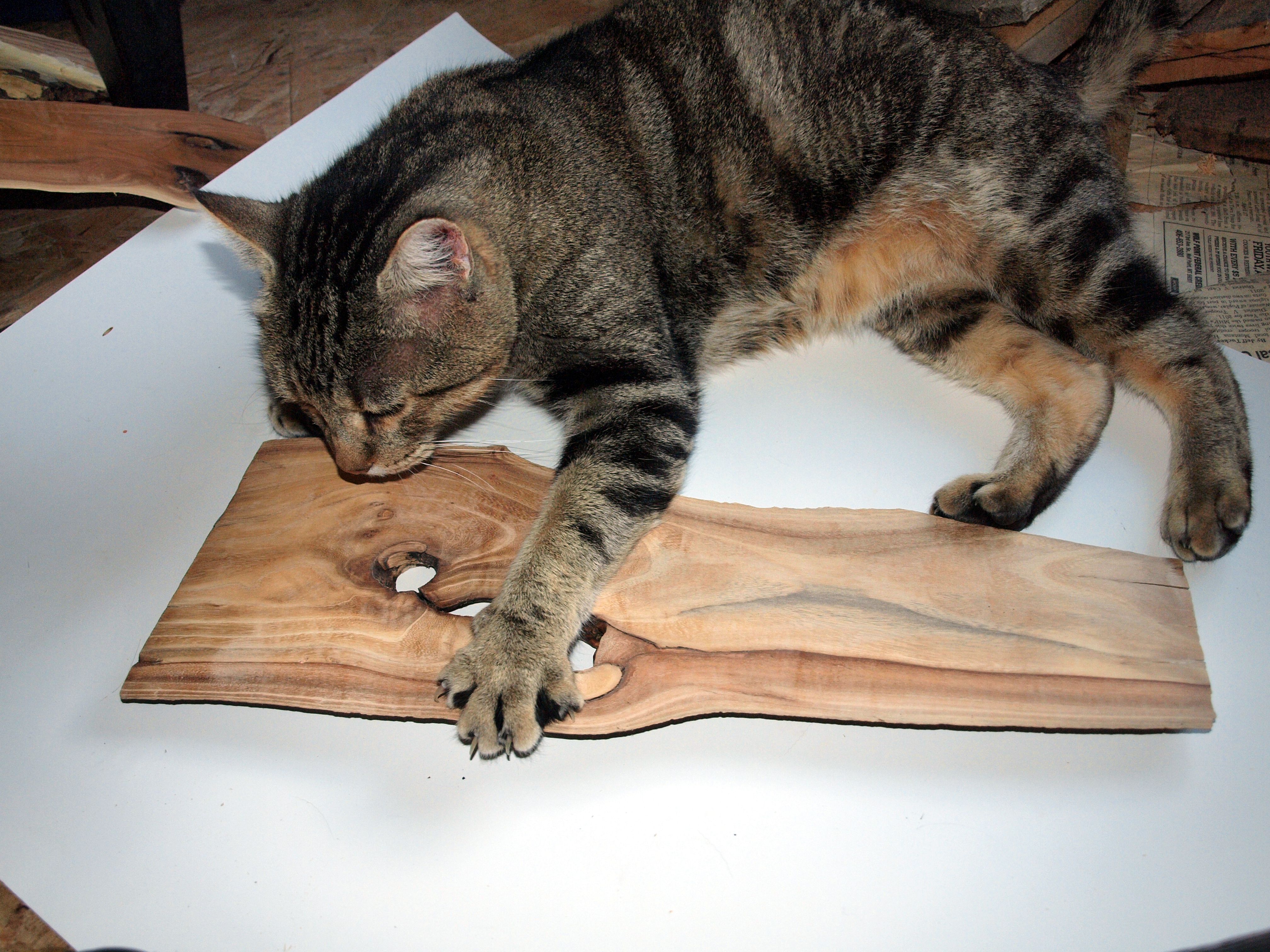 Gnarly Wood Projects With Weird Wood, Broken Glass, LED's and Epoxy. : 11 Steps (with Pictures ...