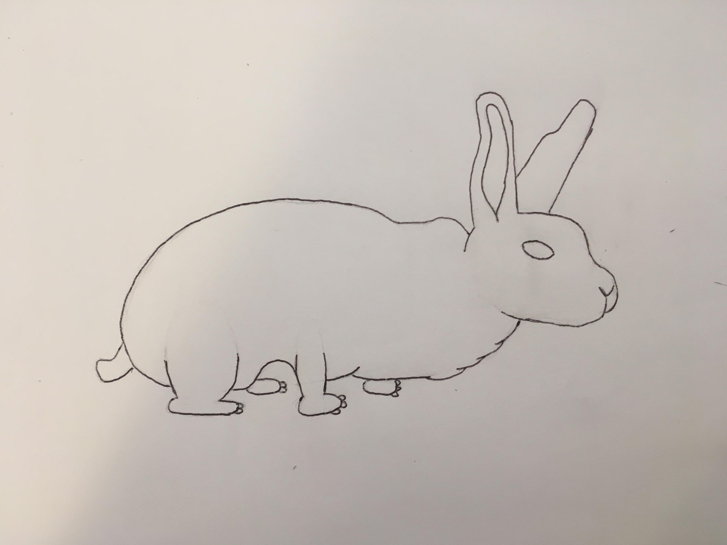 How to Draw a Realistic Bunny (standing) : 26 Steps - Instructables