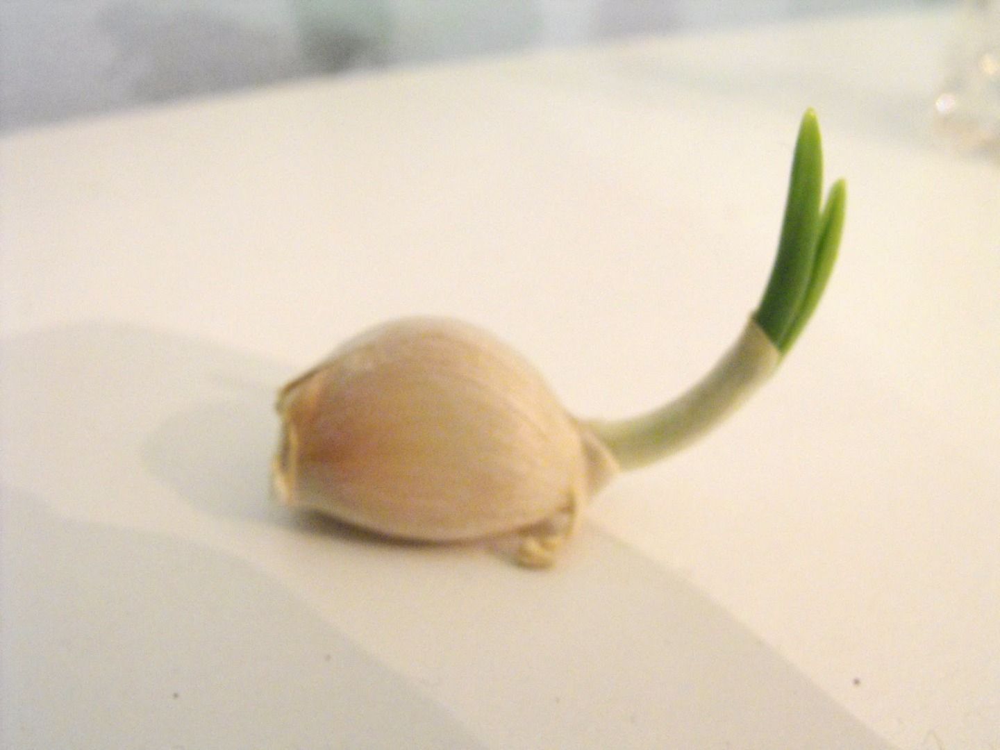 How to Regrow Garlic : 10 Steps - Instructables