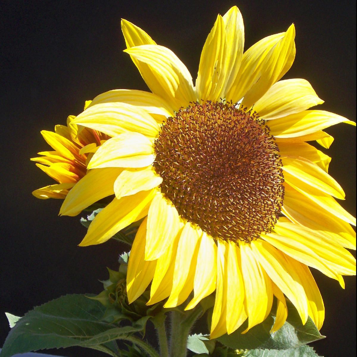 How to Make High Contrast Photos - Instructables