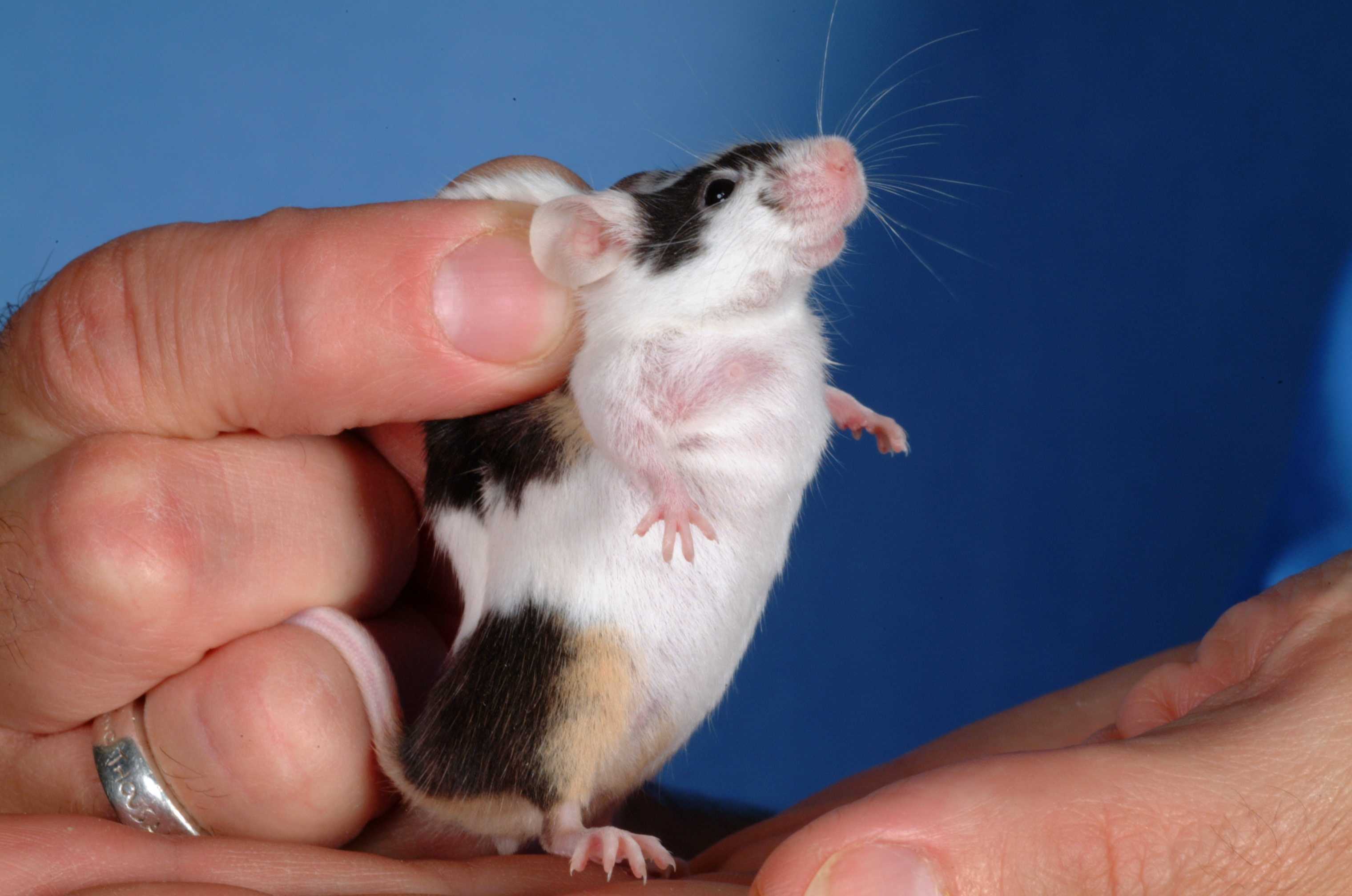 Mouse Toe Numbering Scheme : 5 Steps - Instructables