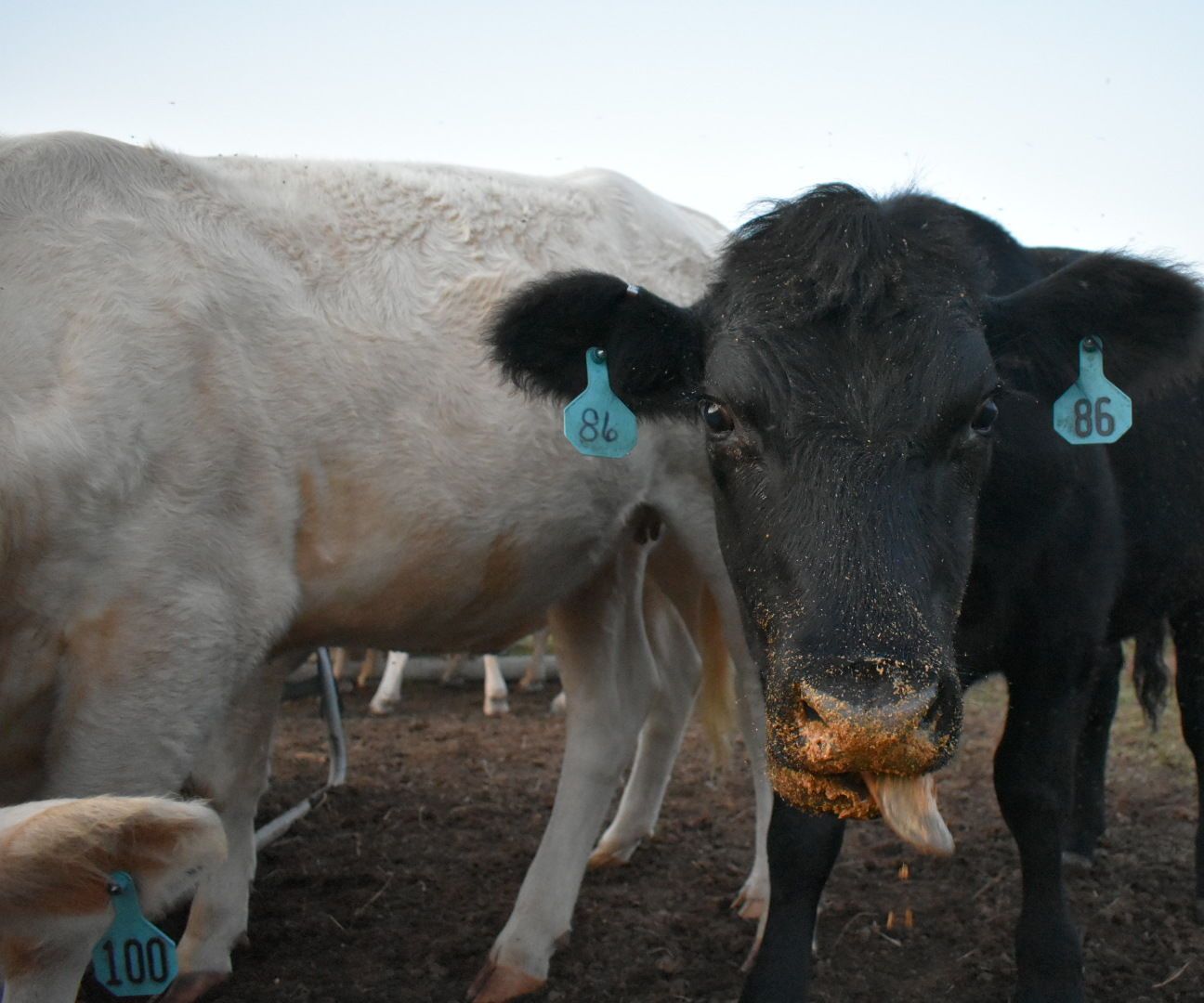 How to Work Cattle : 7 Steps - Instructables