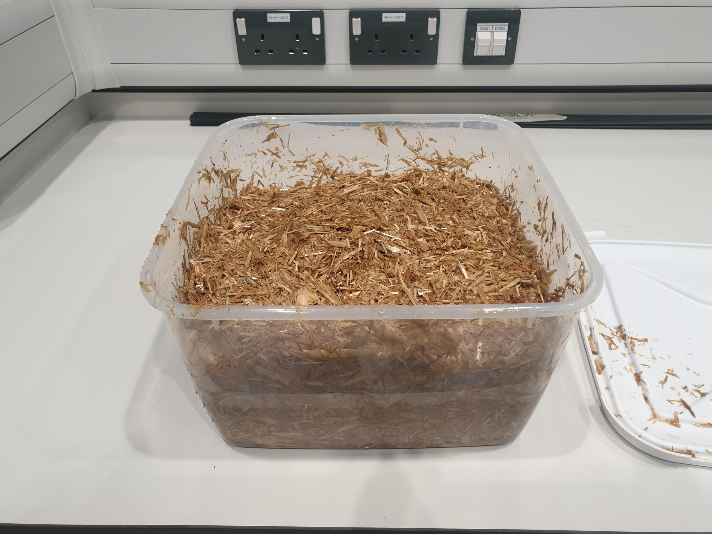 Growing Mycelium Materials at Home : 6 Steps - Instructables