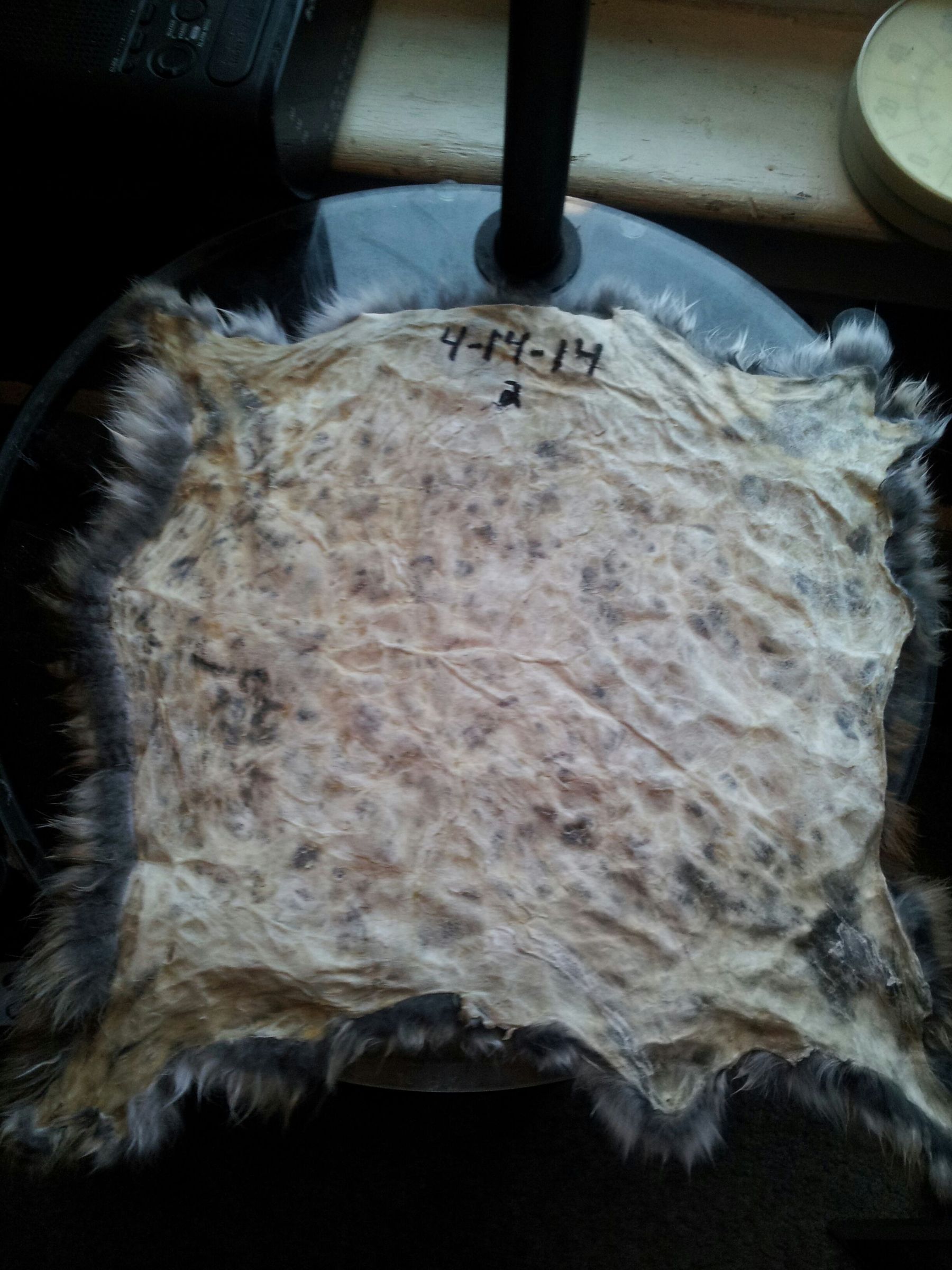 How to Tan a Rabbit Pelt : 6 Steps - Instructables
