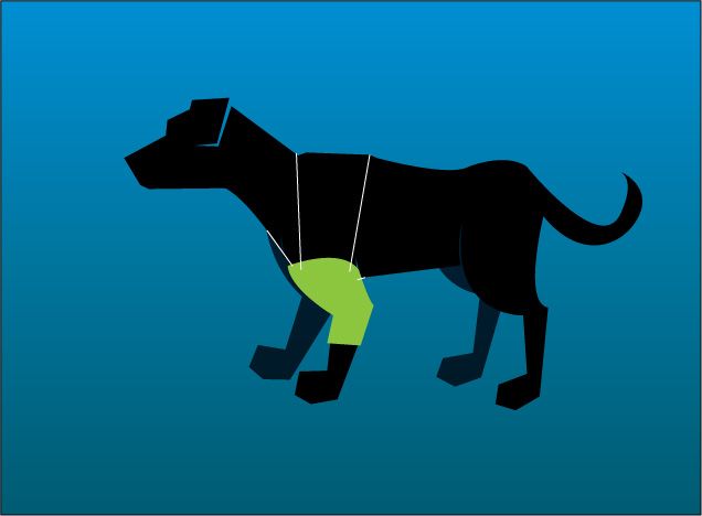 Dog Leg Stitches Protector With a Sock : 4 Steps (with Pictures ...