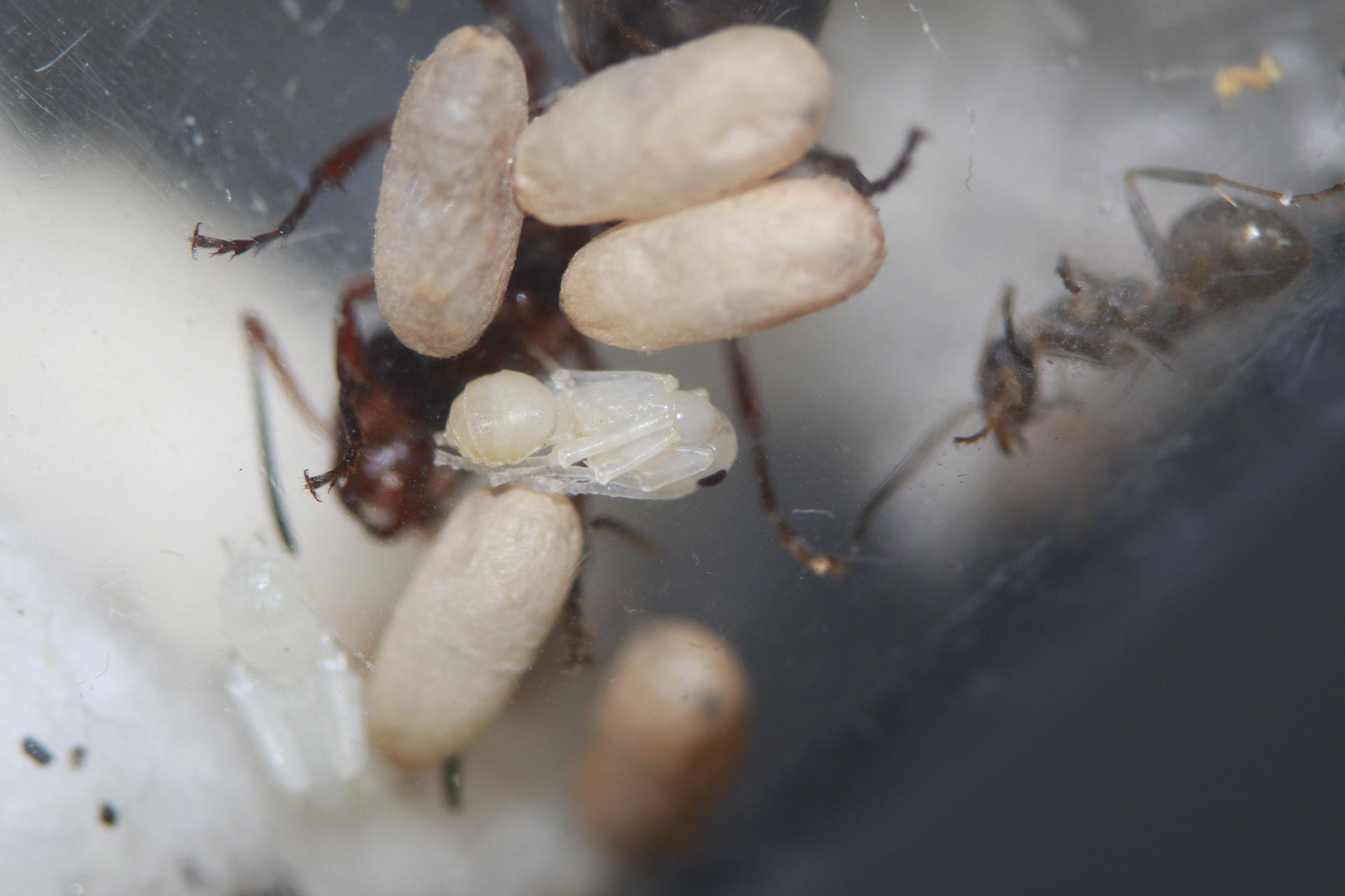 Concrete Ants Nest : 4 Steps (with Pictures) - Instructables