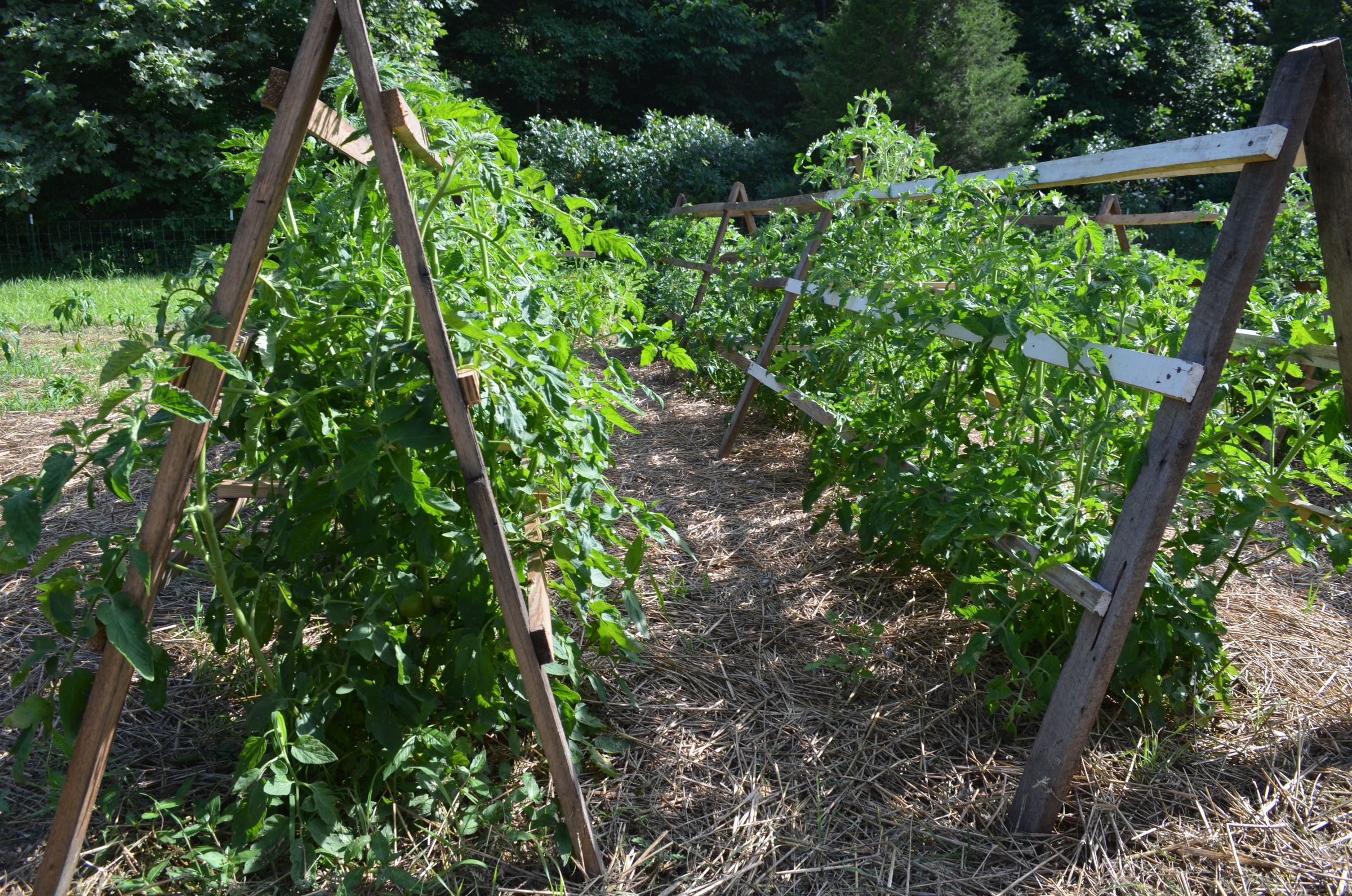 Recycled Pallets Used for Tomato Trellis. - Instructables