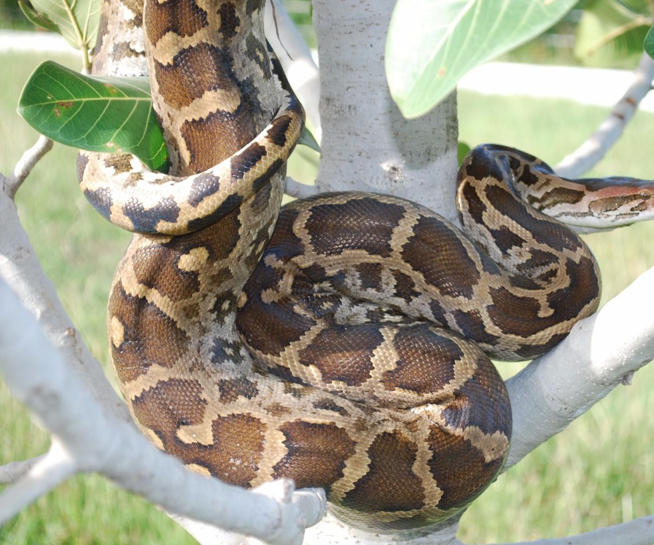 Python Autoexec for Your Raspberry Pi : 3 Steps - Instructables