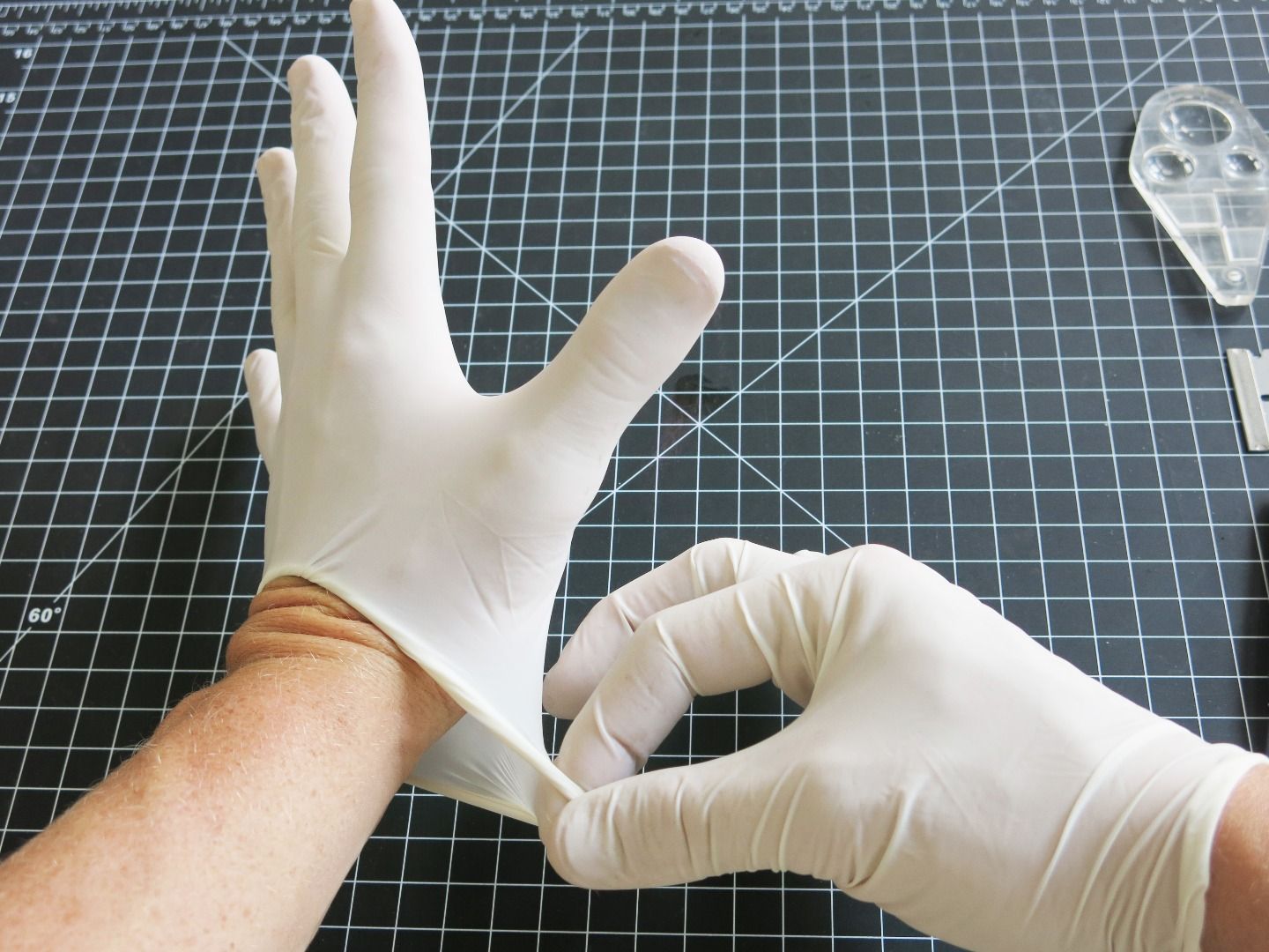 Squid Dissection : 11 Steps (with Pictures) - Instructables