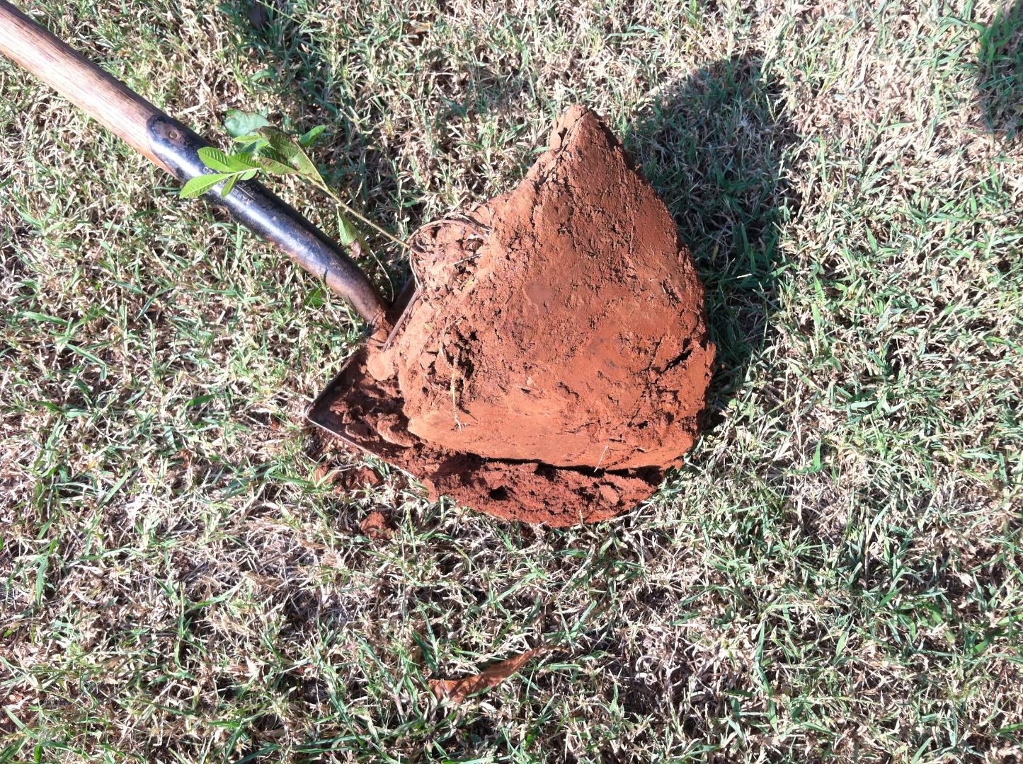 TRANSPLANTING PECAN TREES : 5 Steps (with Pictures) - Instructables