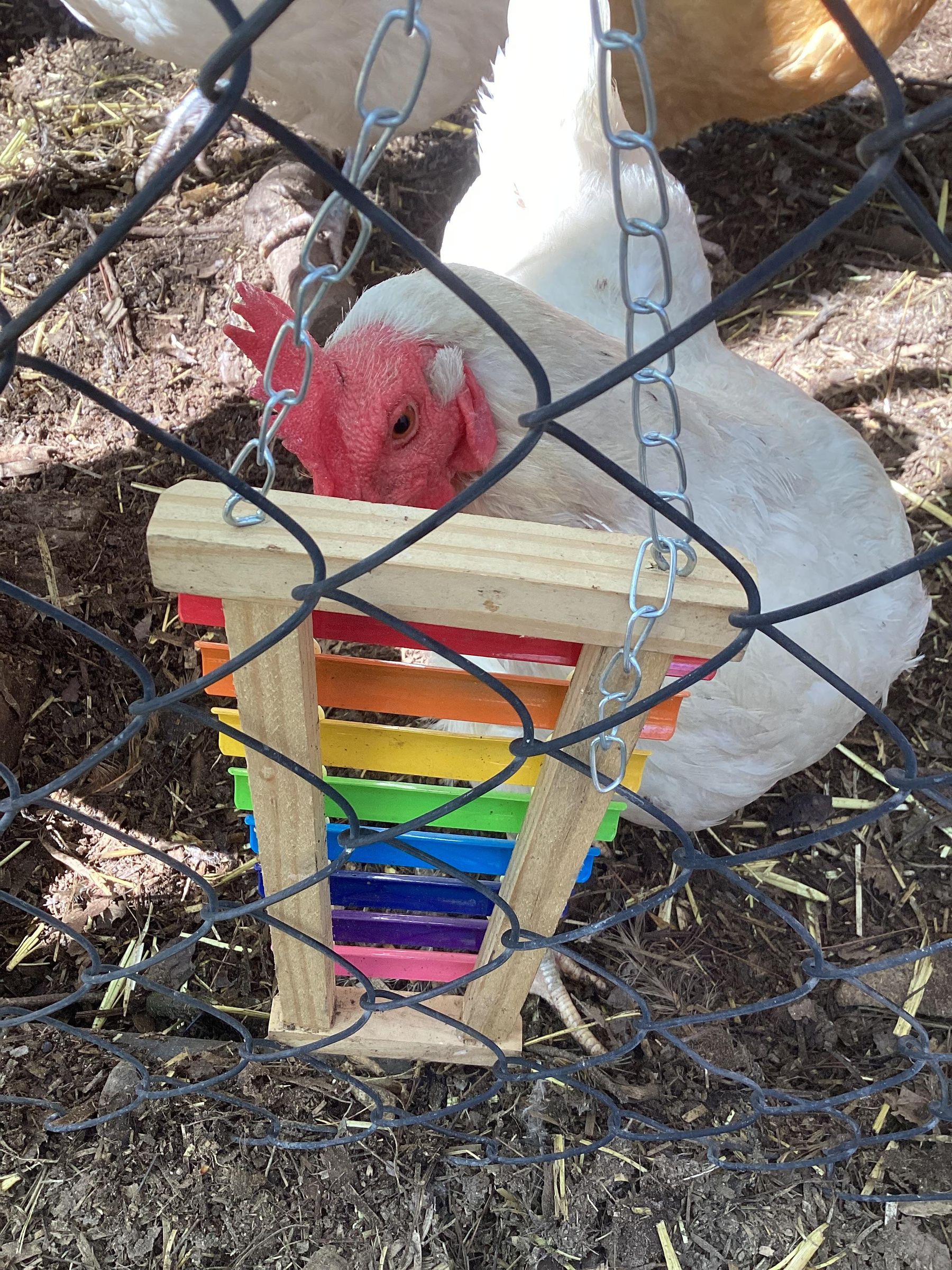 Training Your Chickens to Play Instruments : 5 Steps - Instructables