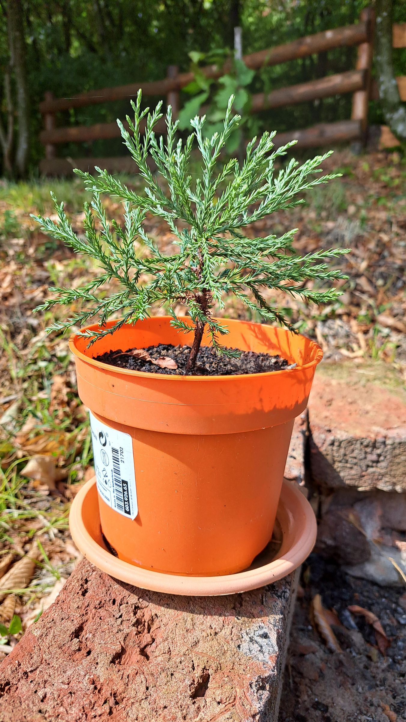 Grow Your Own Giant Sequoia Tree : 6 Steps (with Pictures) - Instructables