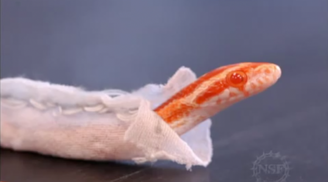 Bioinspired Robotic Snake : 16 Steps (with Pictures) - Instructables