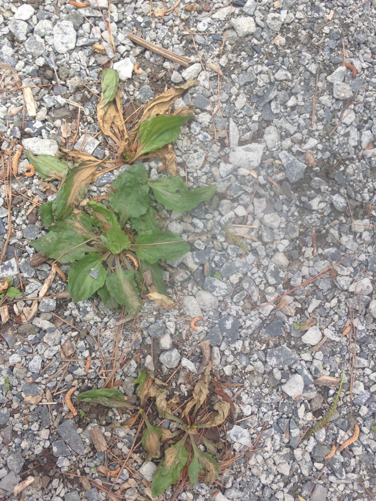 Saving the World With a Giant Solar Death Ray : 7 Steps (with Pictures ...