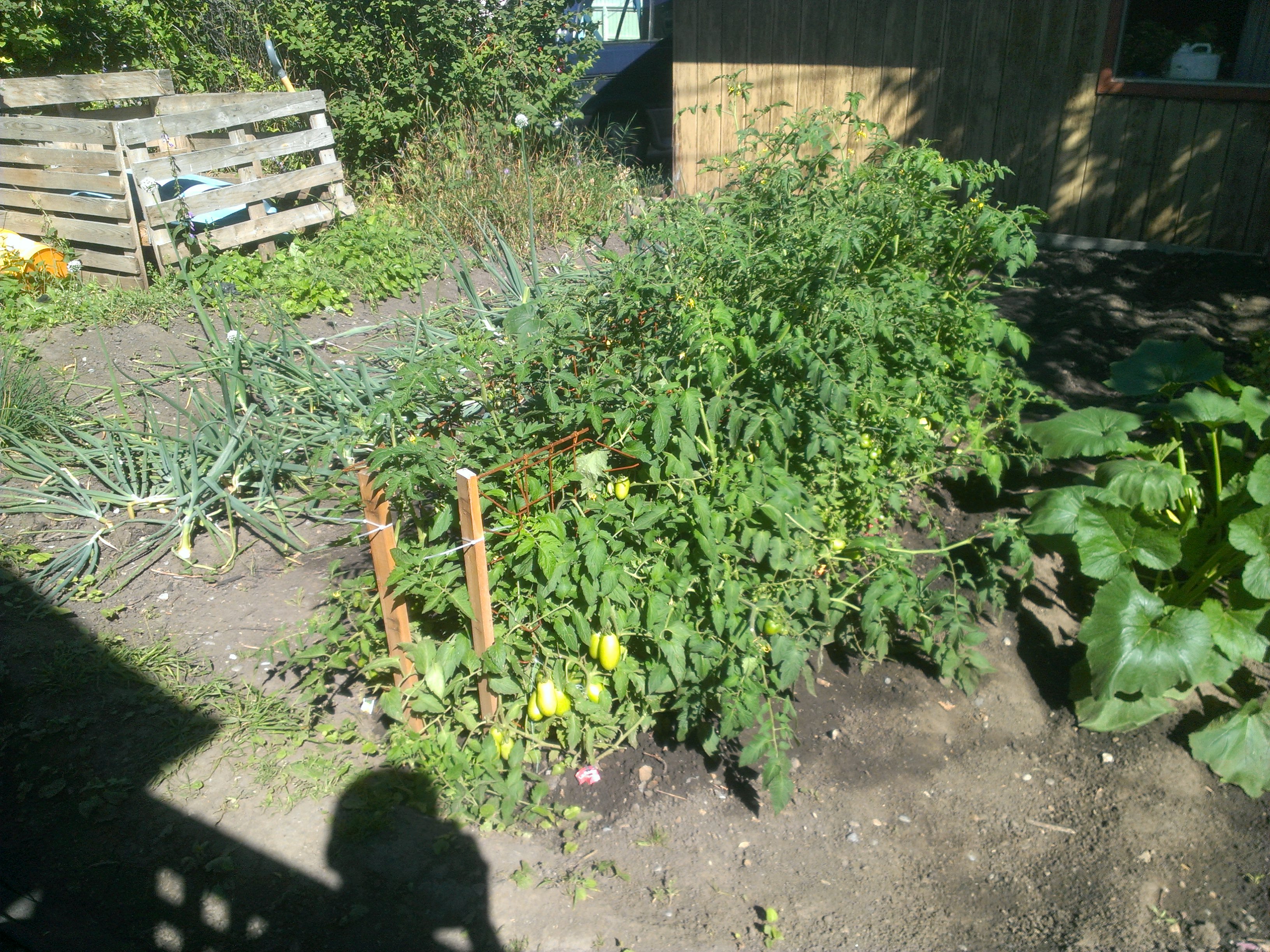 Box Spring Tomato Lattice - Instructables