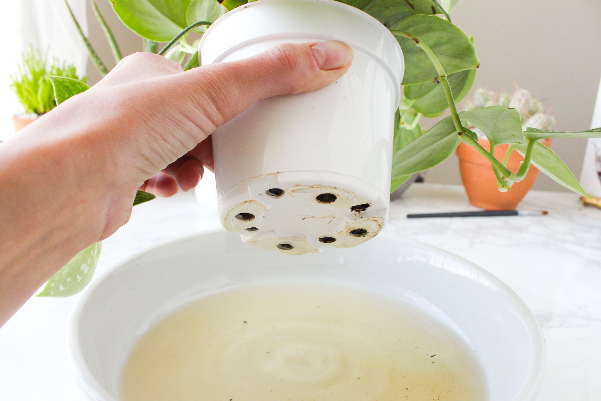 How and When to Water Your Houseplants : 8 Steps (with Pictures ...