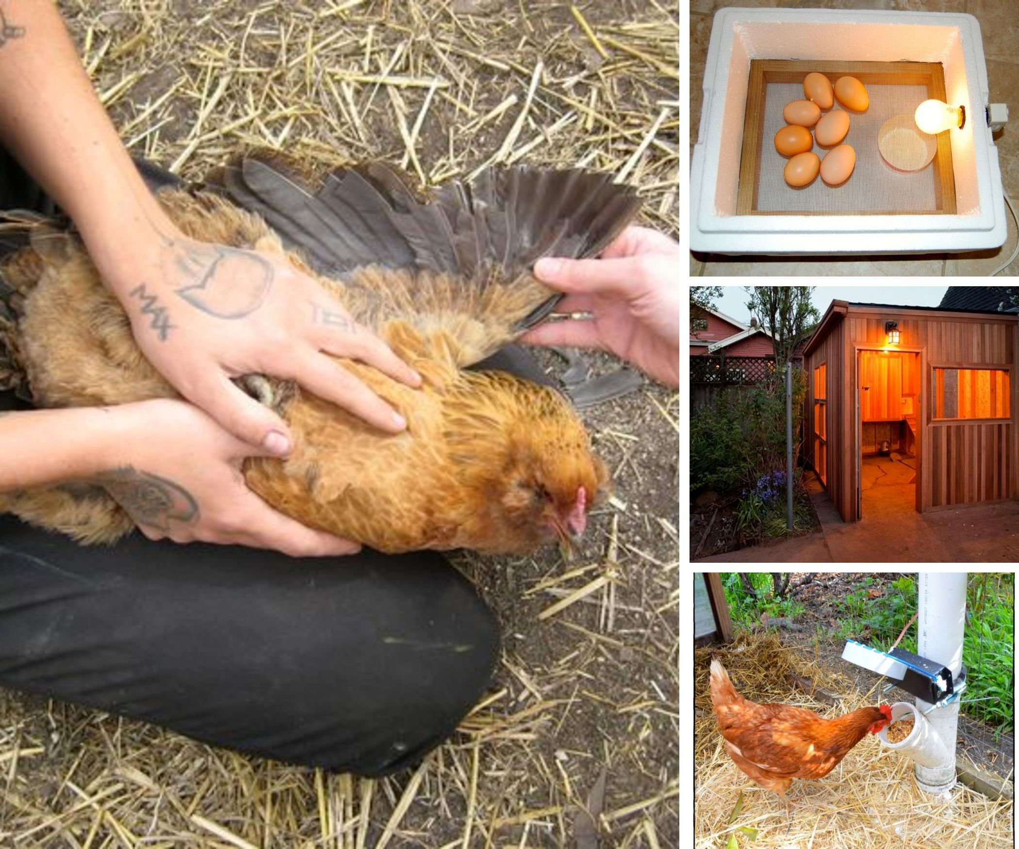 15 Projects for Raising Backyard Chickens - Instructables