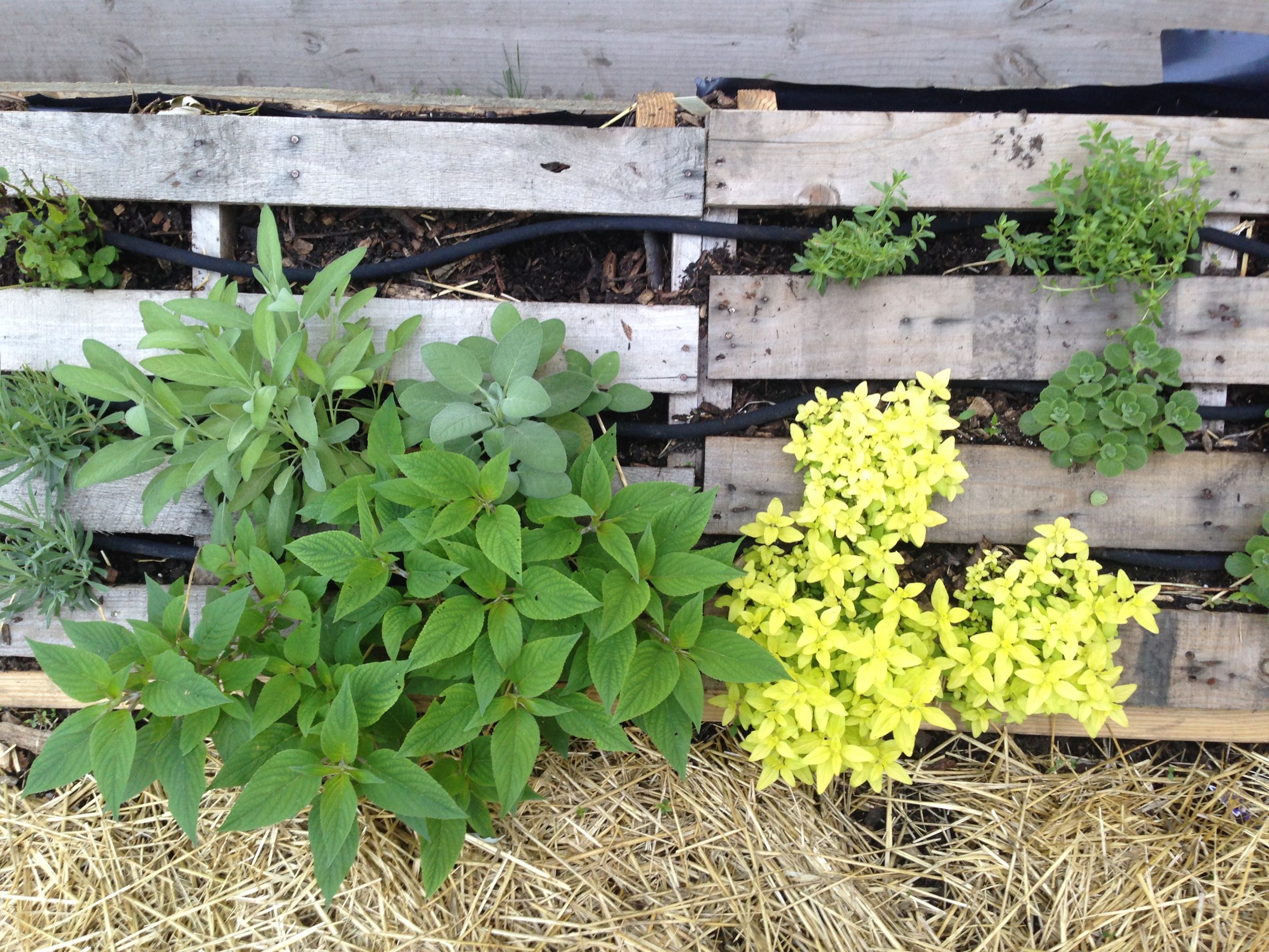 Outdoor Pallet Garden : 10 Steps (with Pictures) - Instructables