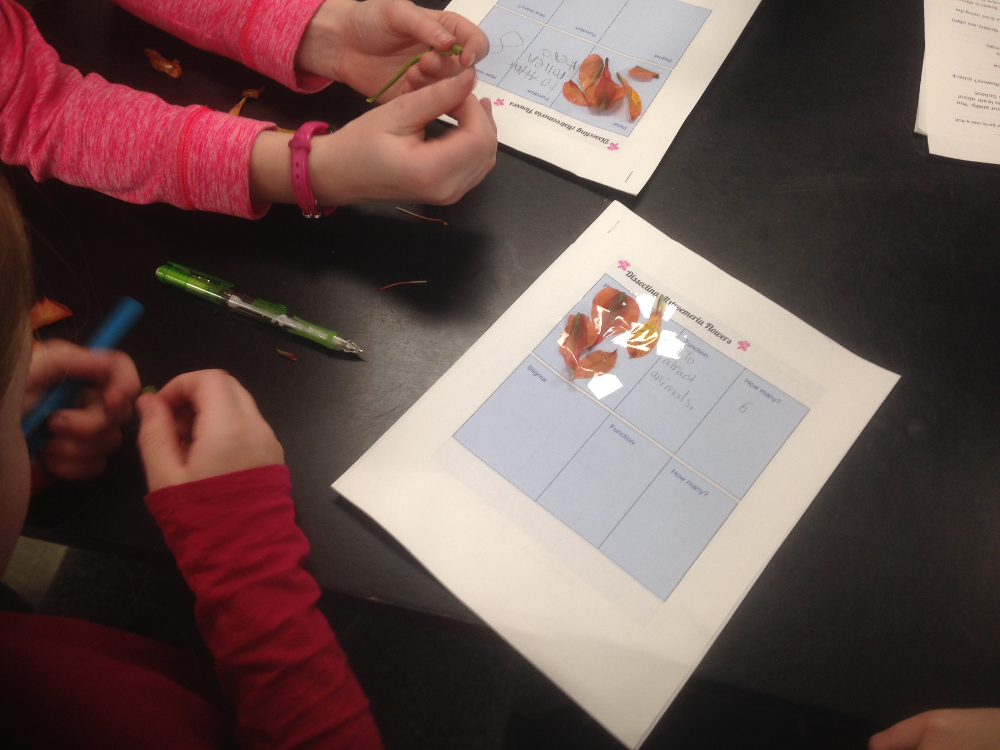 Tear It Up and Tape It - Middle School Flower Dissection Lab : 3 Steps ...