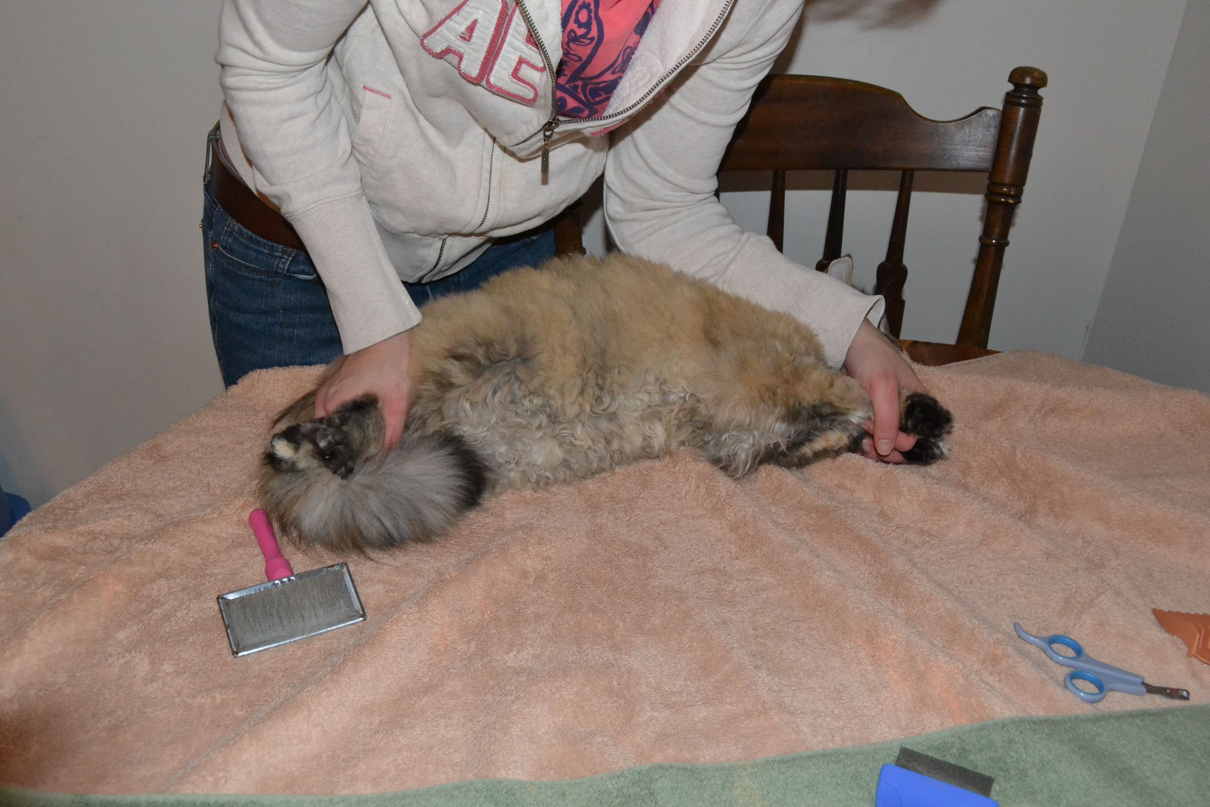 How to Groom Your Cat (Lion Cut) : 9 Steps (with Pictures) - Instructables