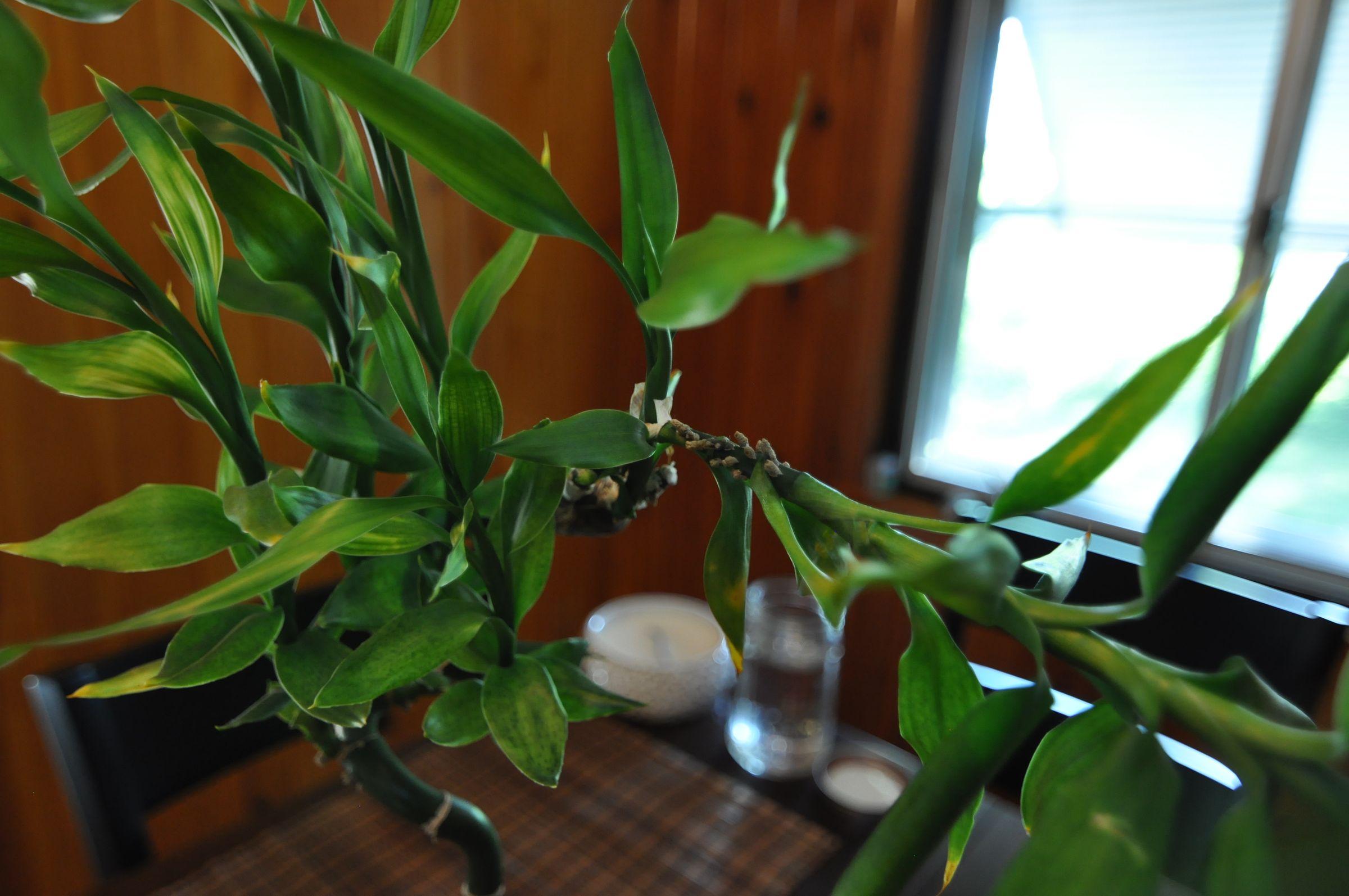 Cloning Your Bamboo : 7 Steps (with Pictures) - Instructables