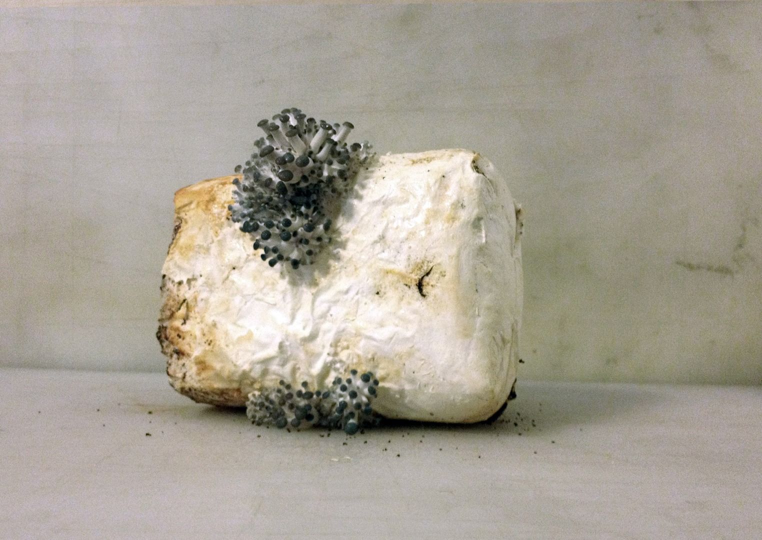 Grow Architectural Models With Mushrooms : 10 Steps (with Pictures ...