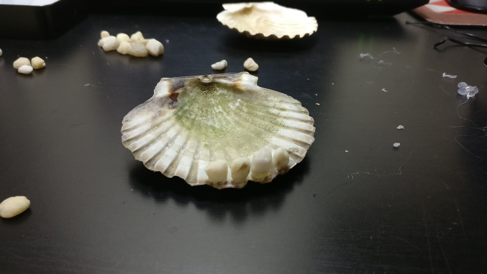 Toothy Shell Mouths : 4 Steps - Instructables