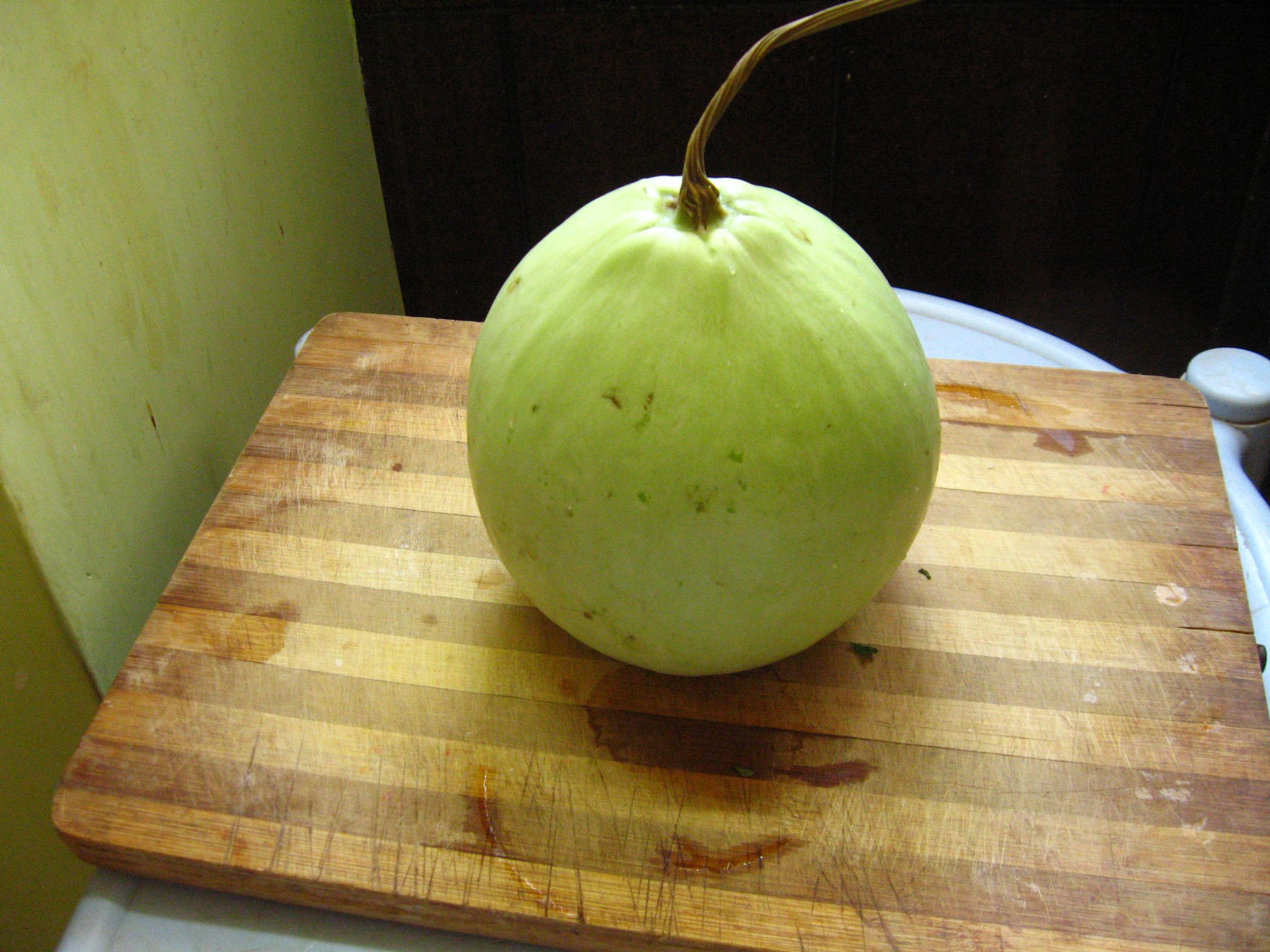 Seed Germination With Bottle Gourd Shell As Planter : 6 Steps (with ...