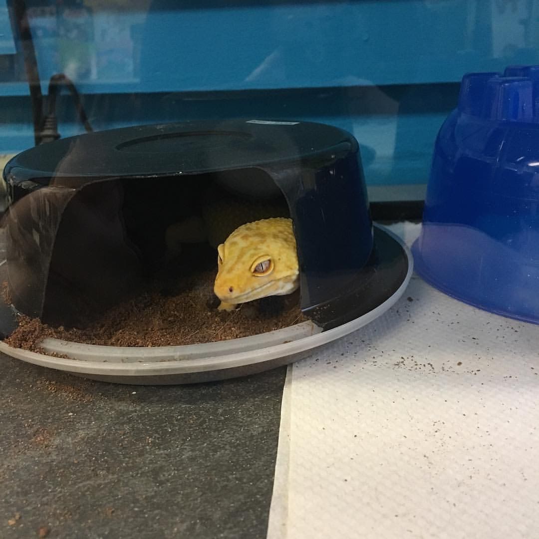 Leopard Gecko Tub Setup