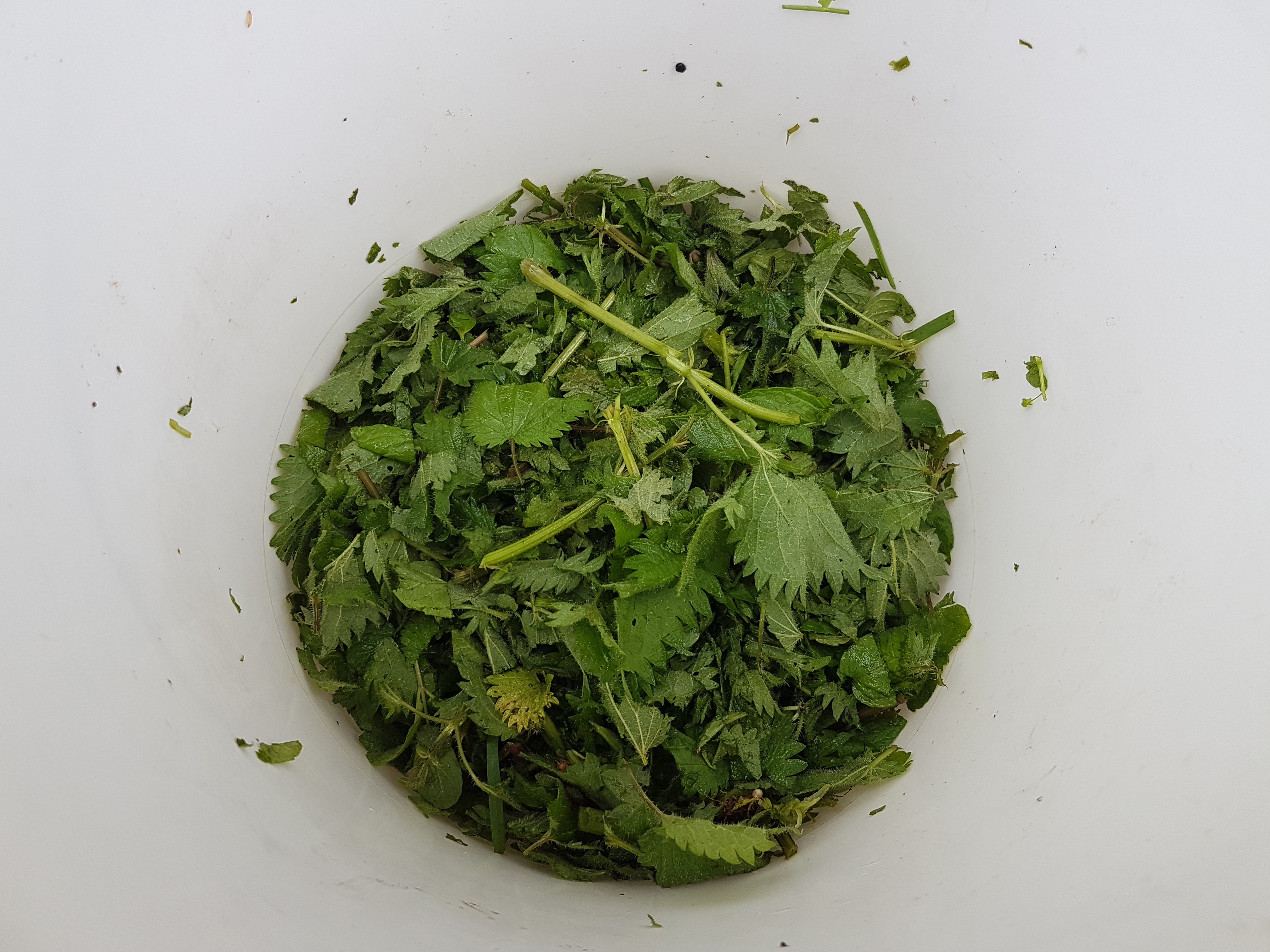 Homemade Natural Insecticide/repellent (with Pictures) - Instructables