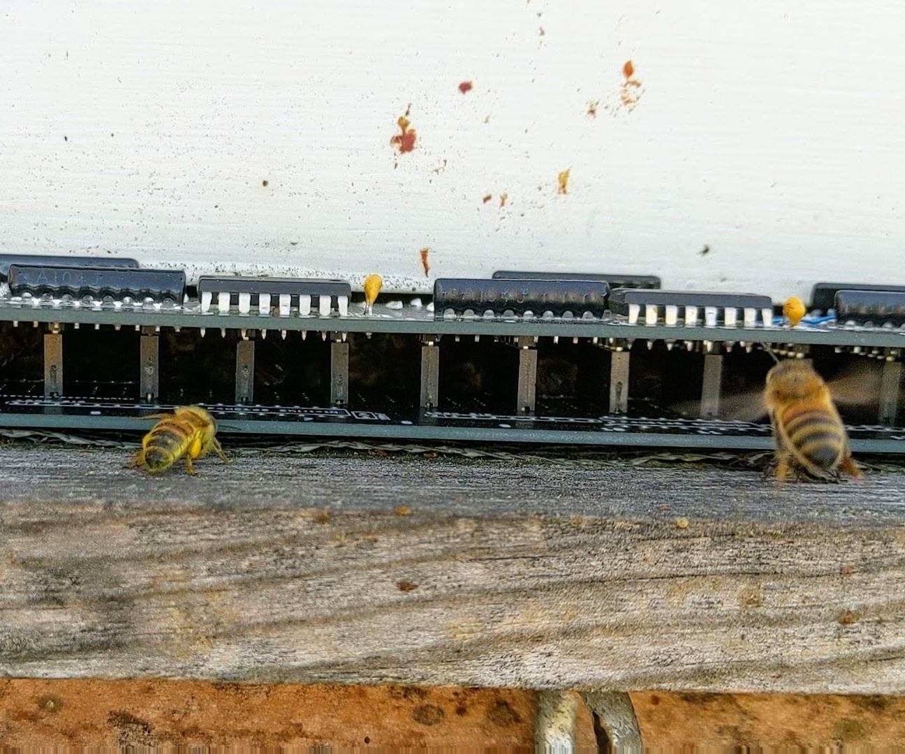 Easy Bee Counter : 10 Steps (with Pictures) - Instructables