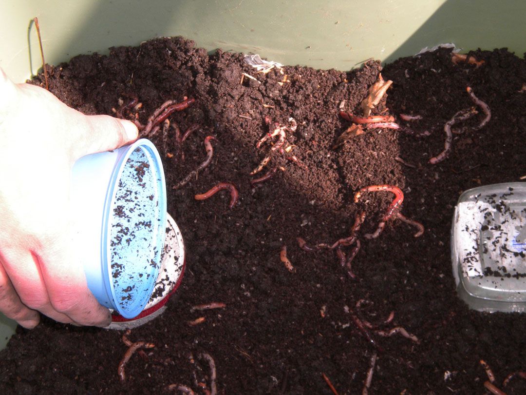 Multi-Layer Vermiculture Bin : 10 Steps (with Pictures) - Instructables